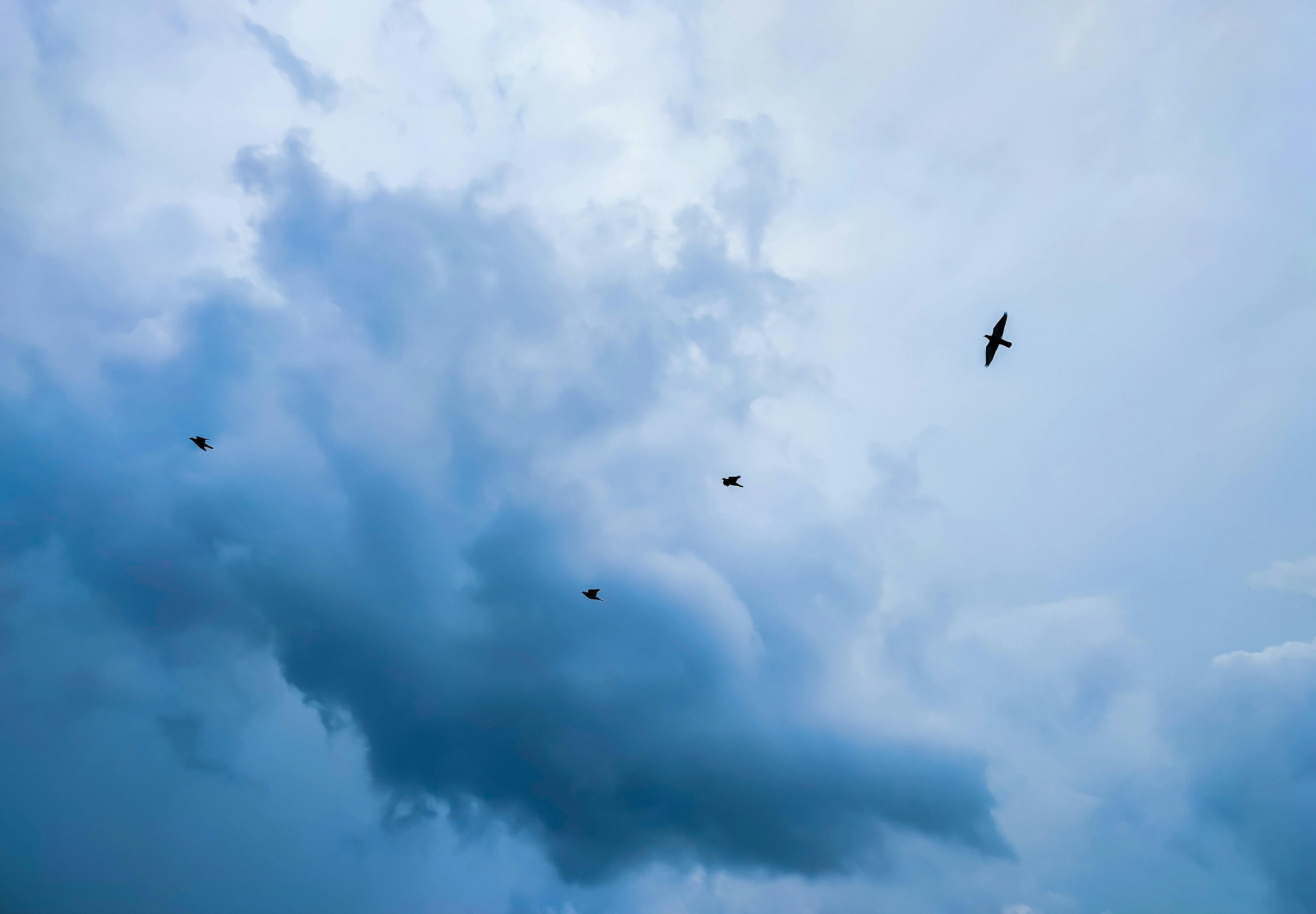 Silhouetted birds gracefully navigate a moody sky filled with dynamic clouds. The scene captures the essence of freedom and nature's drama.