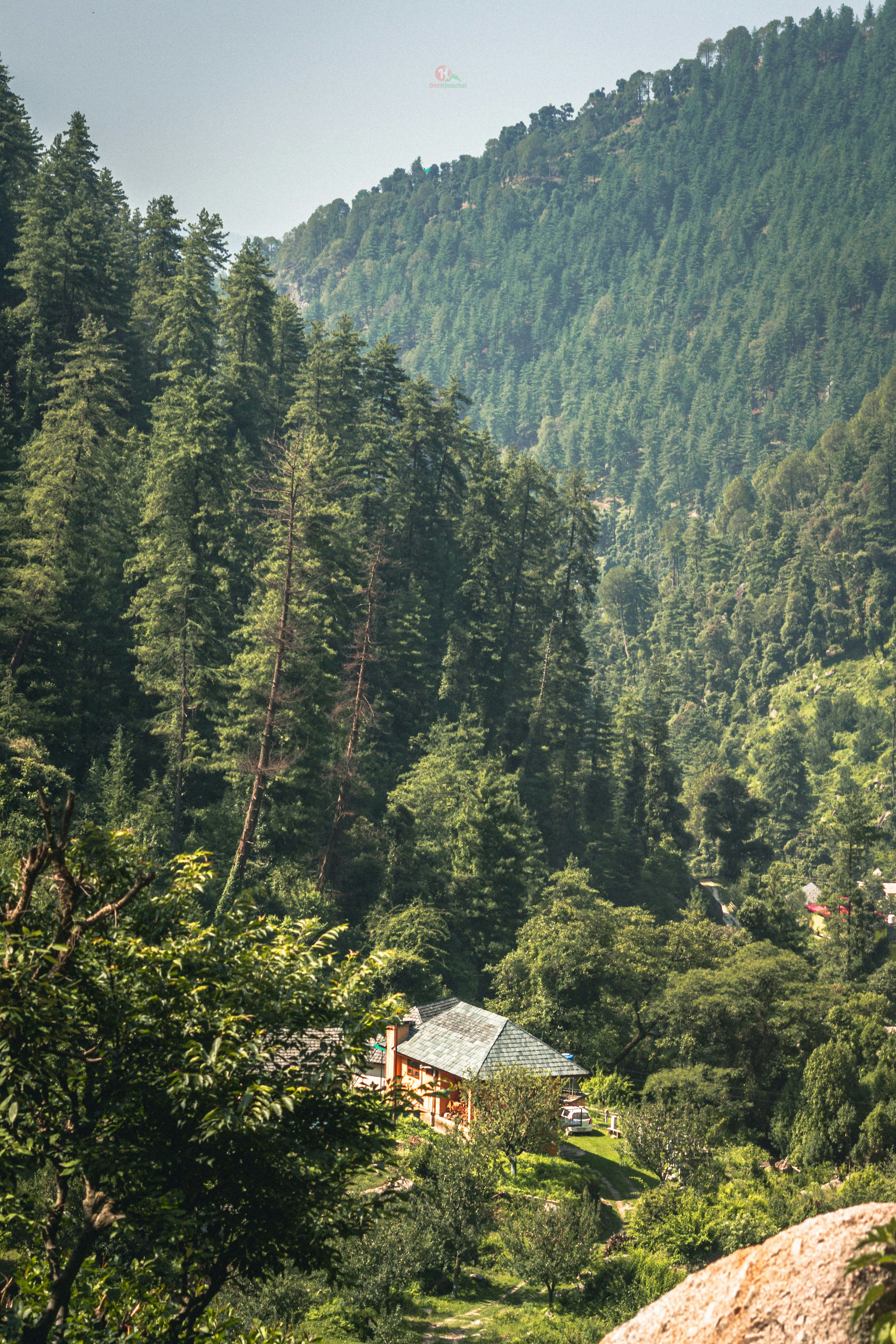 Secluded cabin nestled amidst towering pine trees in a lush mountain landscape.