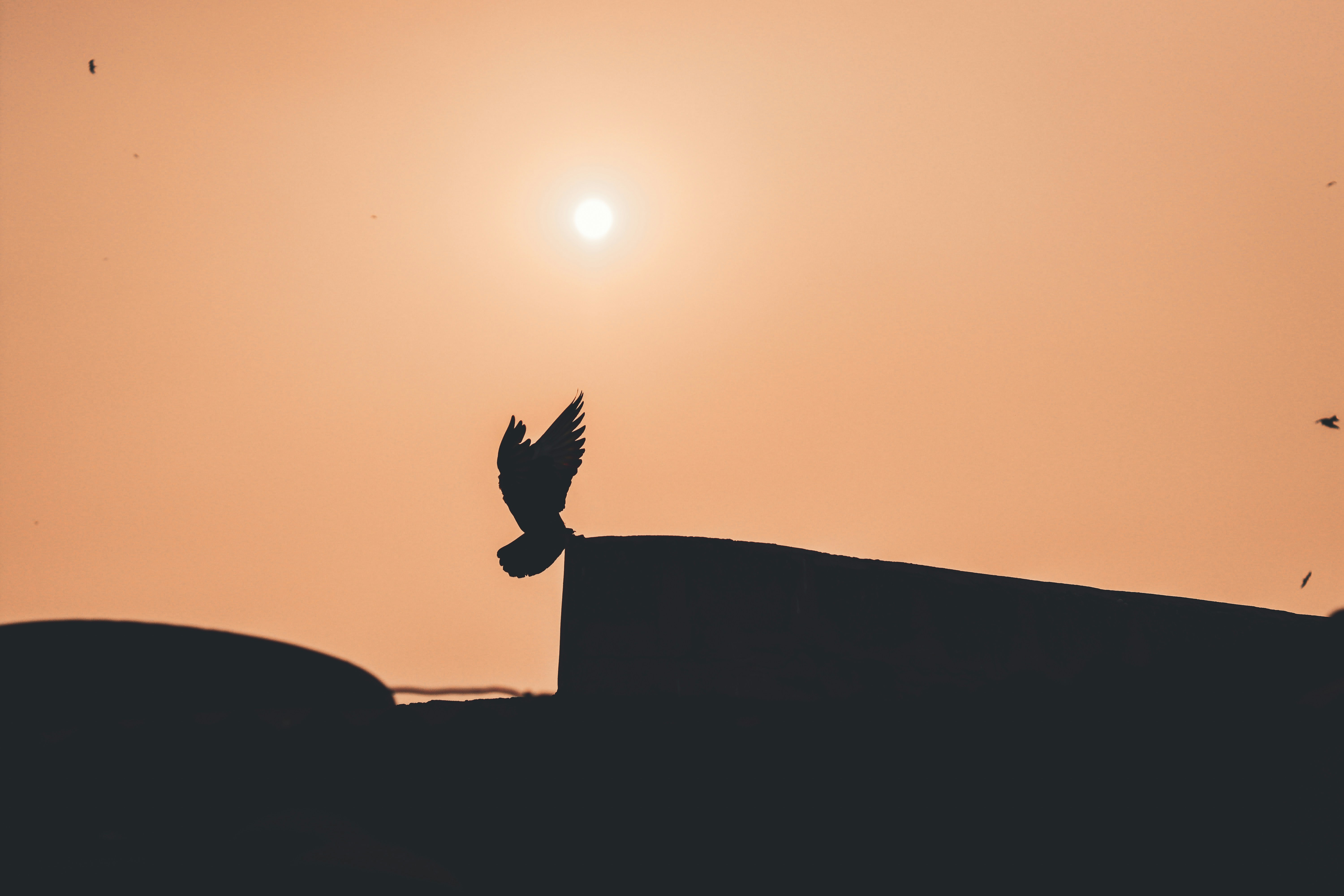 Silhouette at Dusk: A lone bird returns to the rooftop