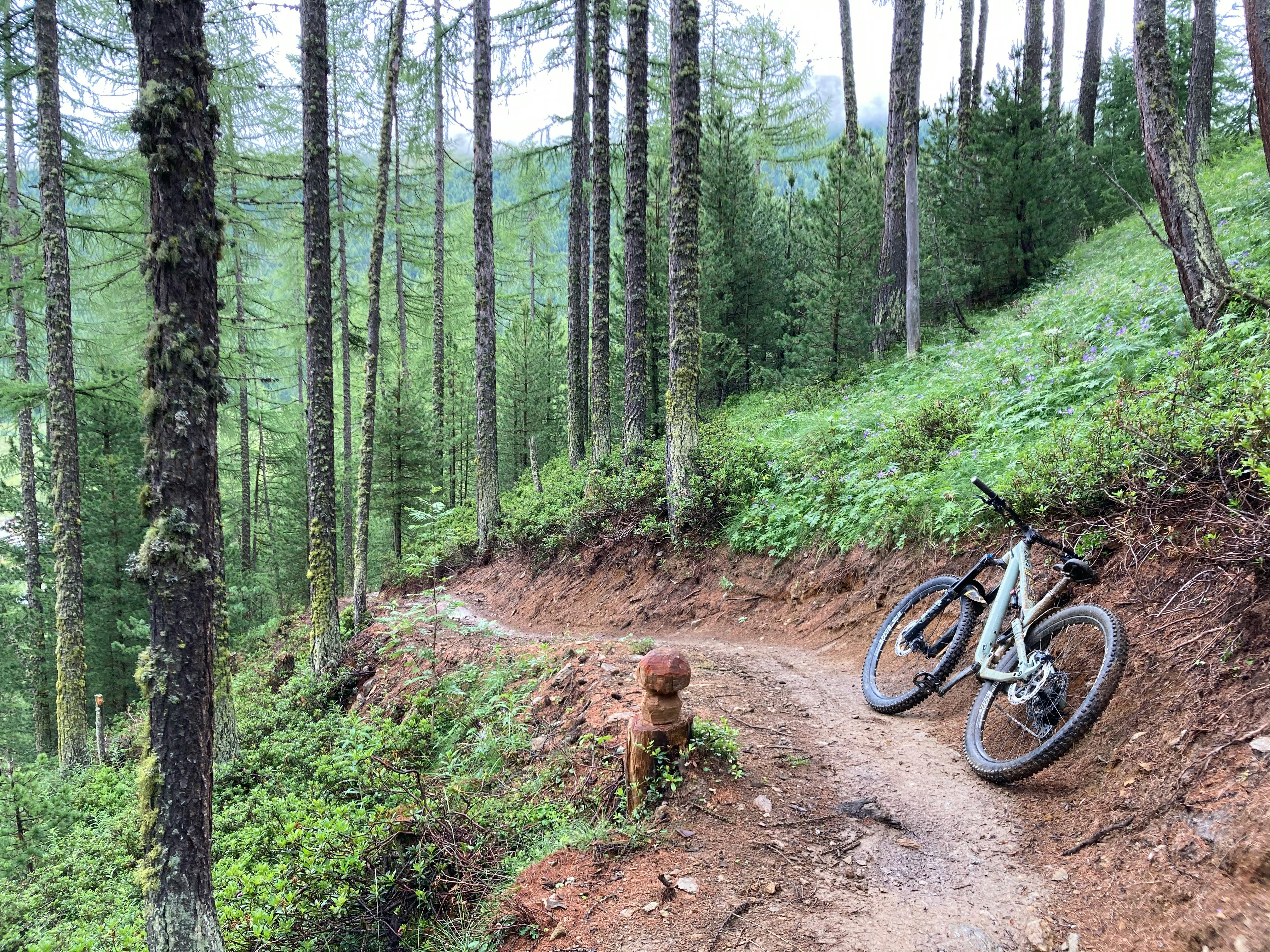 Mountain bike resting on a winding dirt trail surrounded by lush green trees in a dense forest.