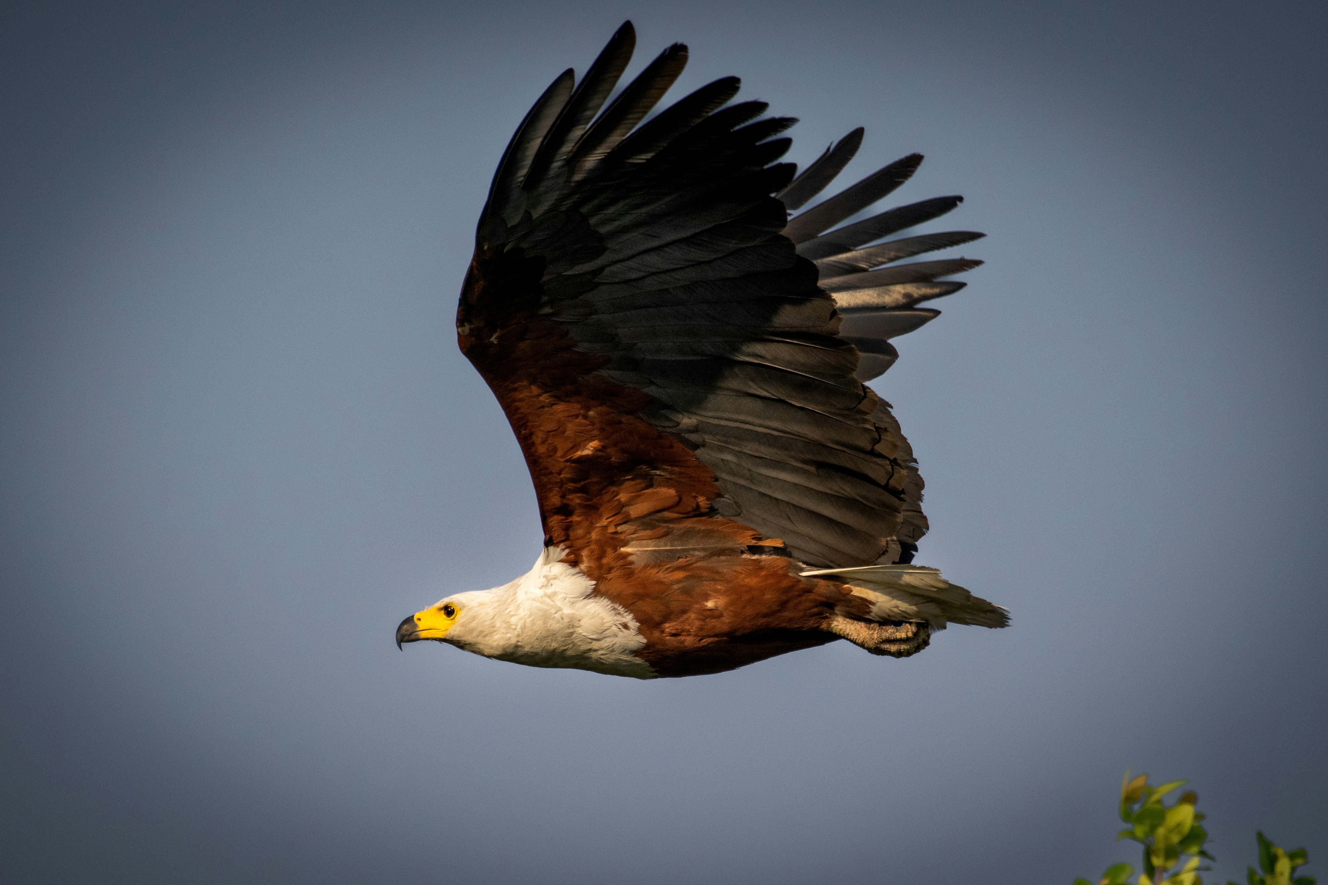 Soaring Hunter: White-Headed Eagle in Midflight