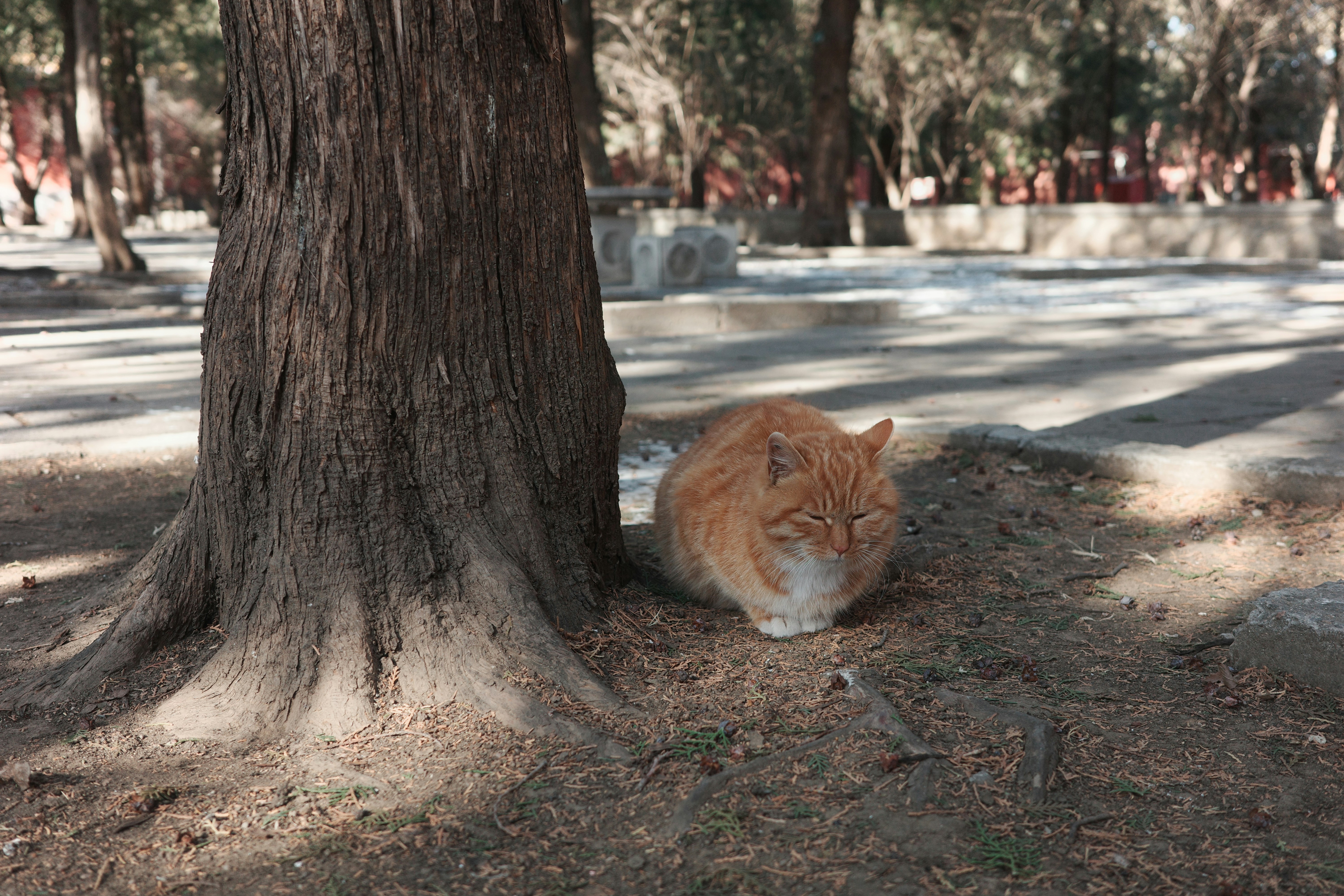 An orange and white cat sitting under a tree photo – Free Forest Image ...