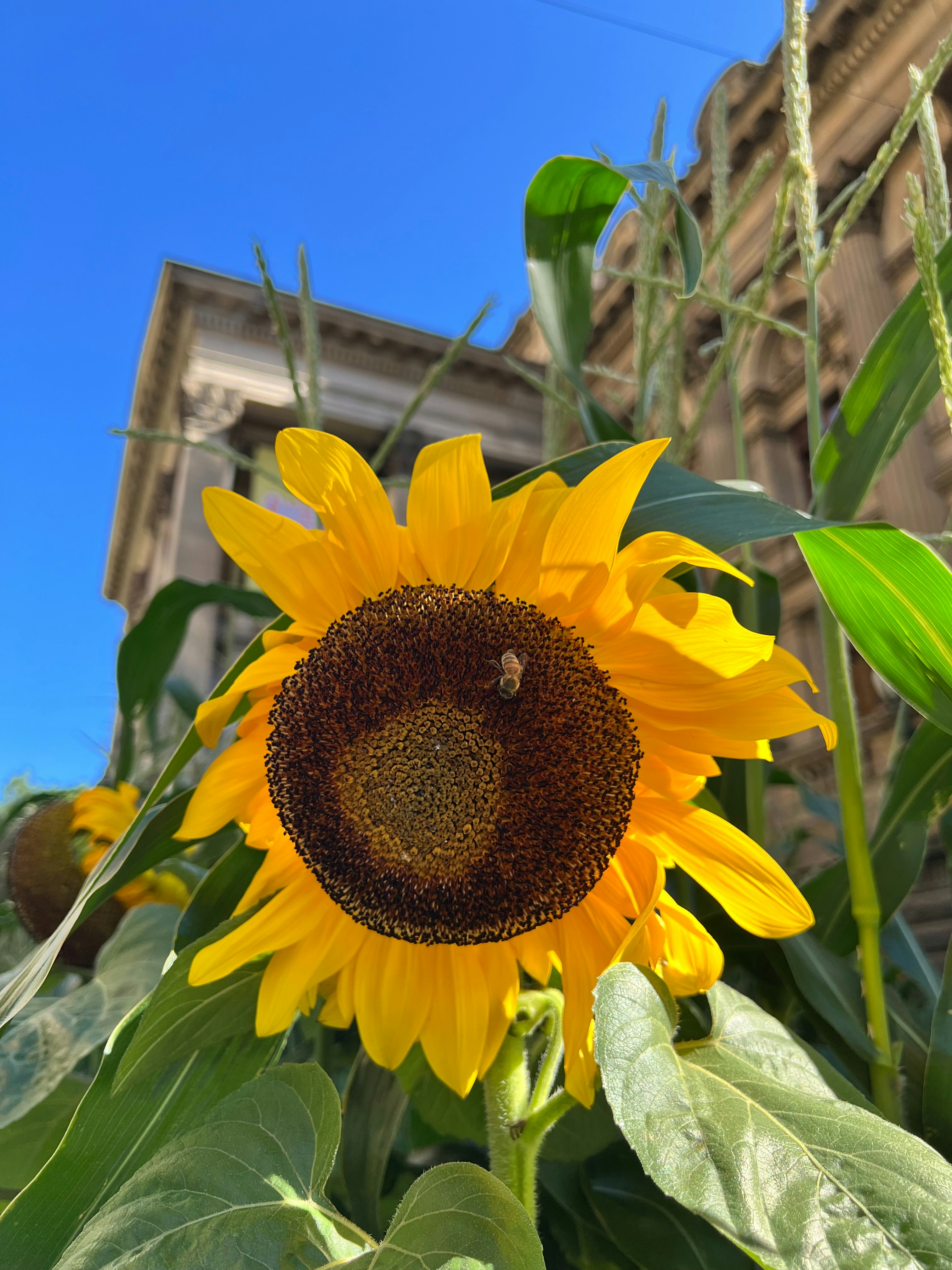 Sunflower Crown Against a Urban Backdrop