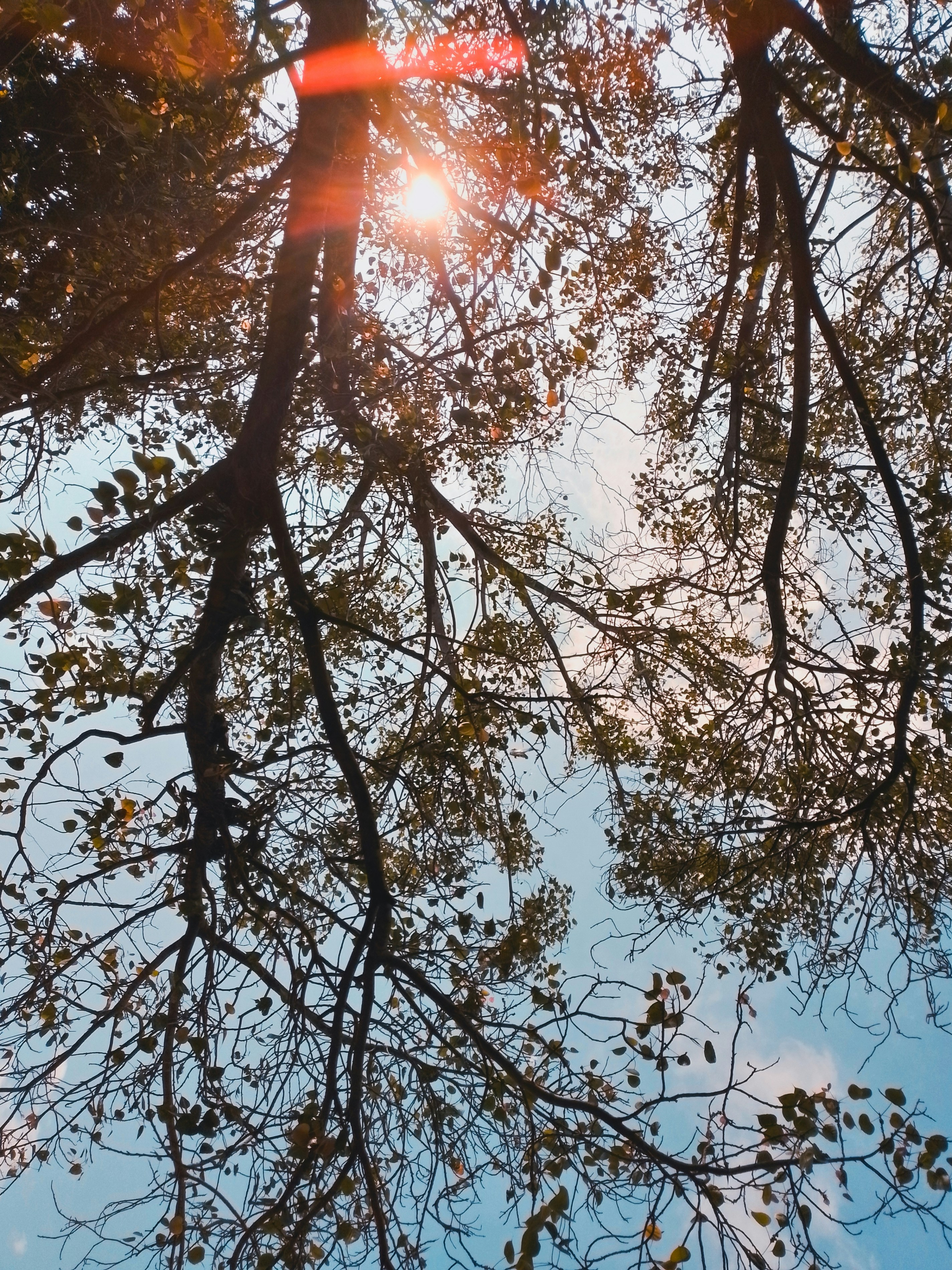 The sun shines through the branches of a tree photo – Free Vihara ...