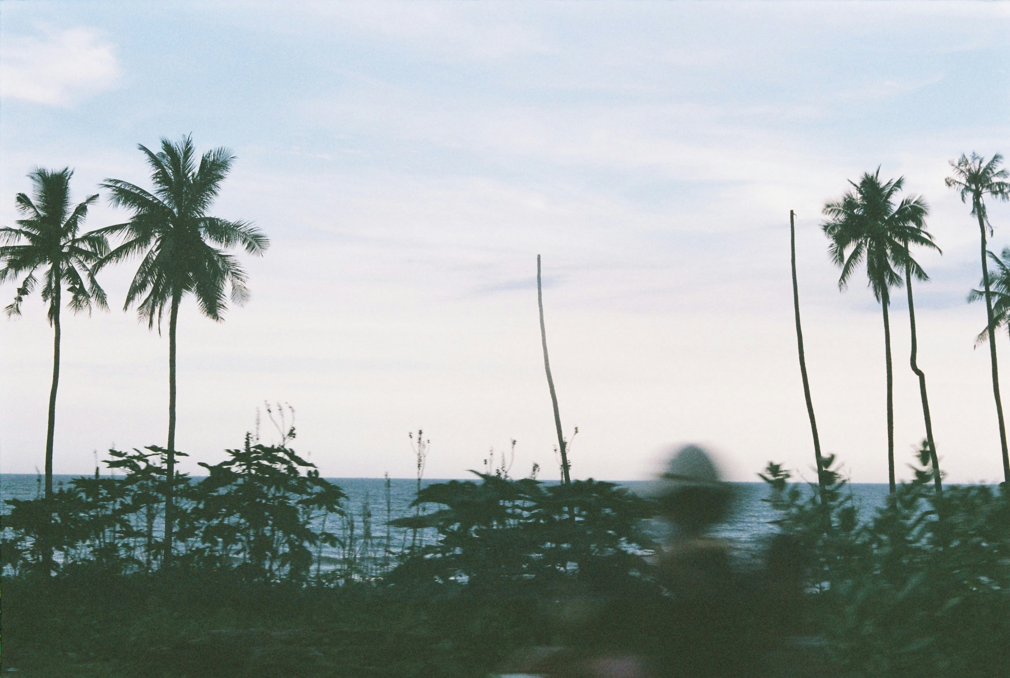 Tropical Silhouettes at Dusk