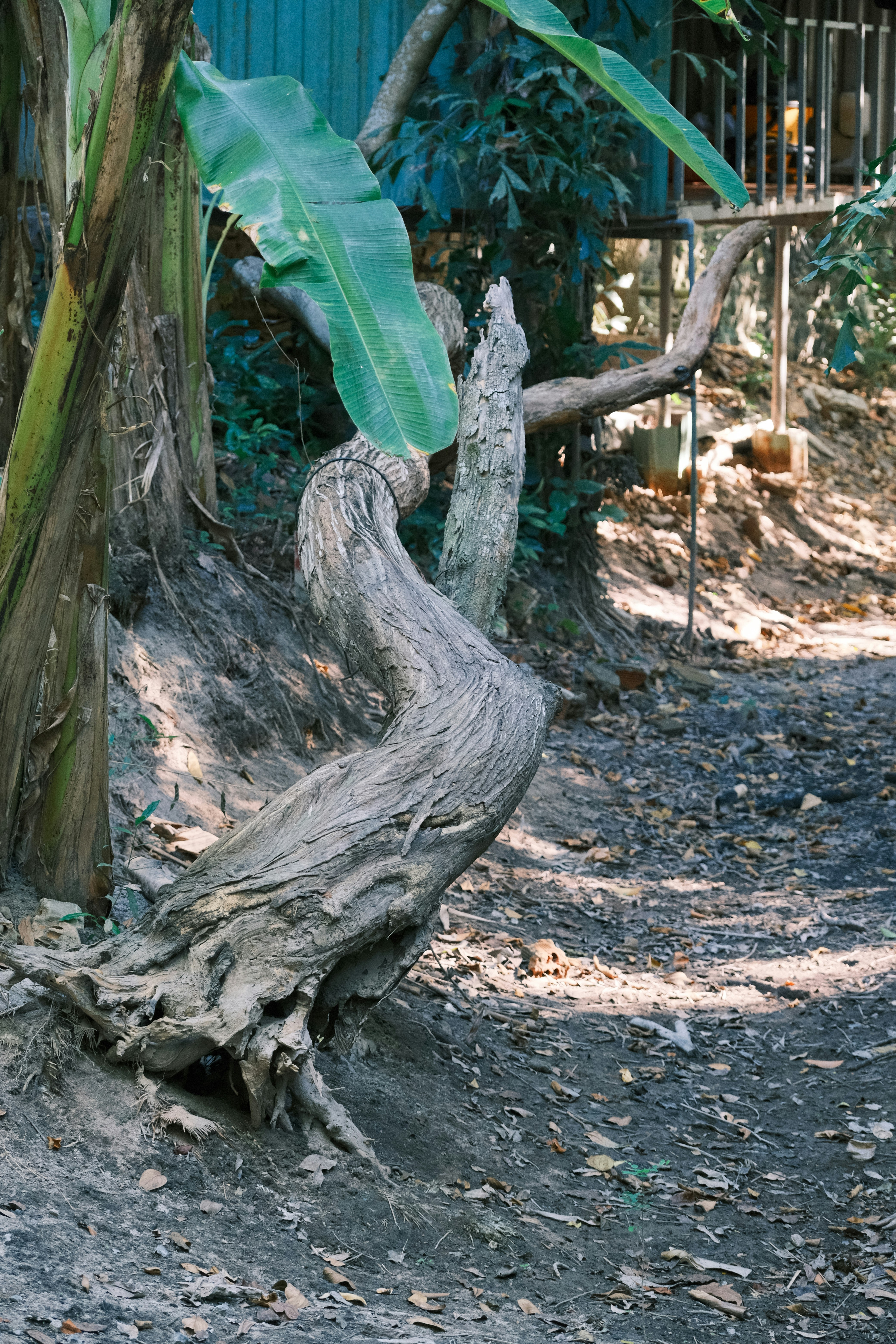 Twisted Anchor at the Edge of a Dappled Garden Path