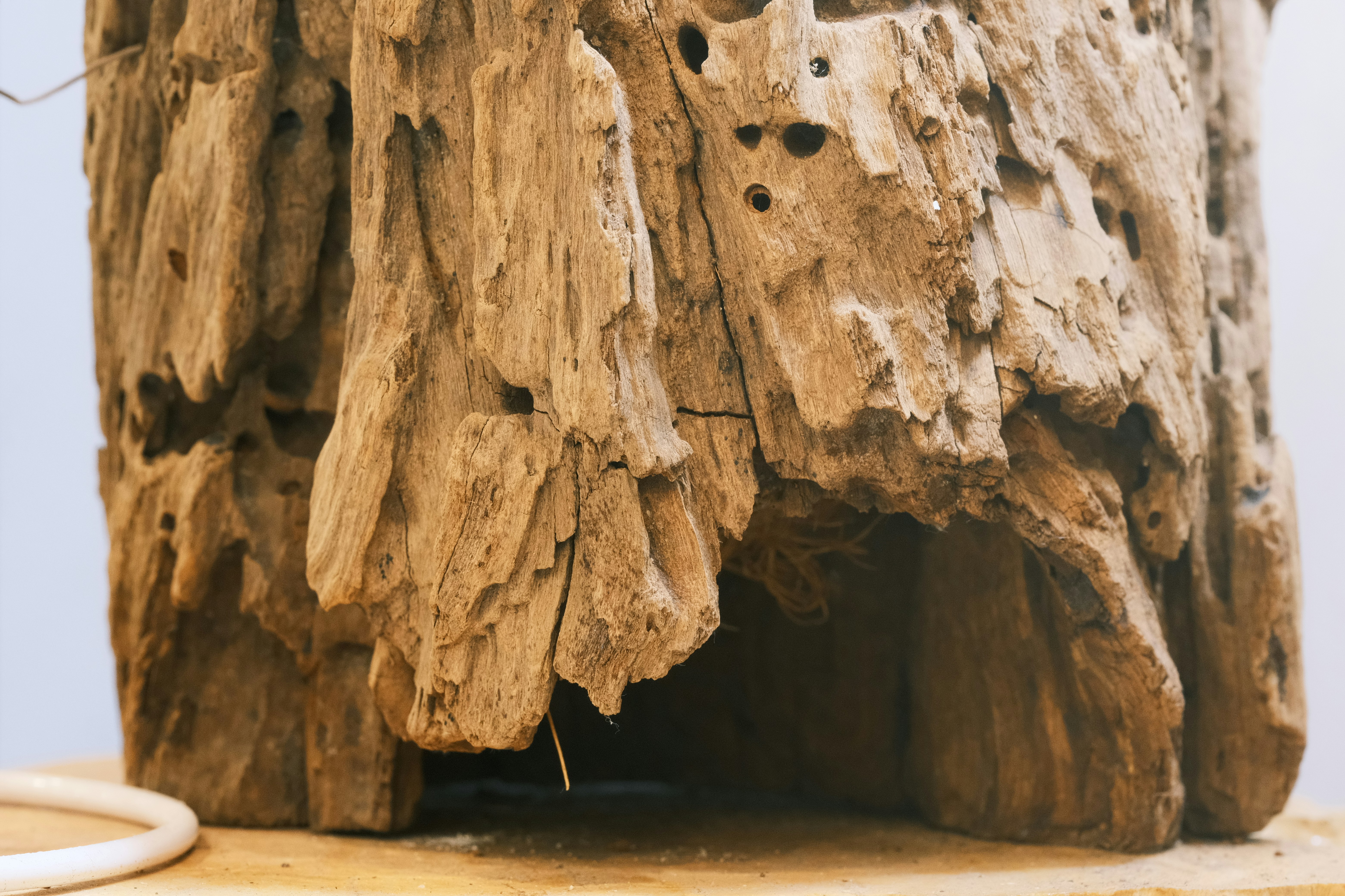 Timeworn Hollow: A Silent Doorway in Weathered Timber