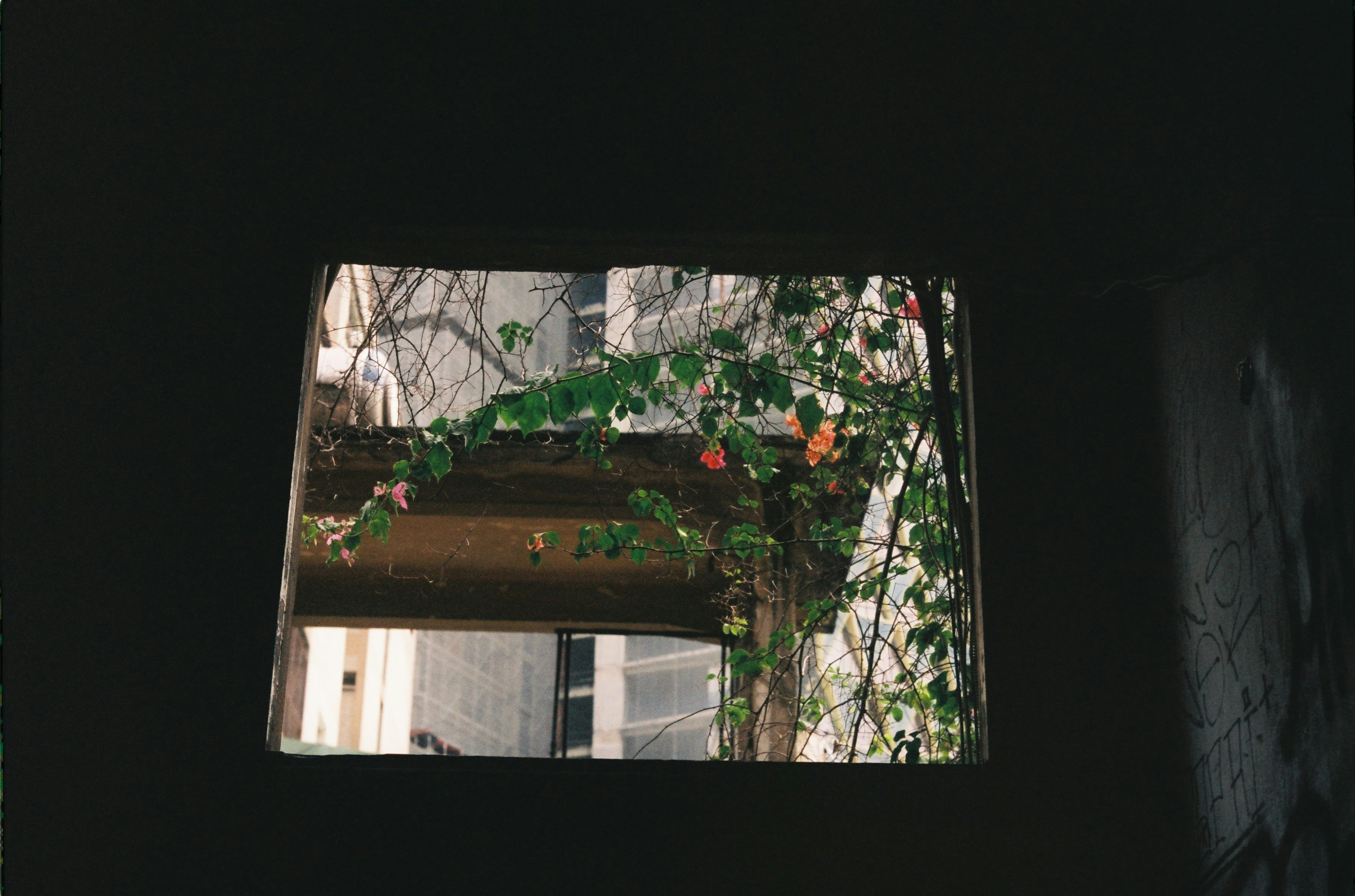 Vines Framing a Distant Window Within a Dim Interior