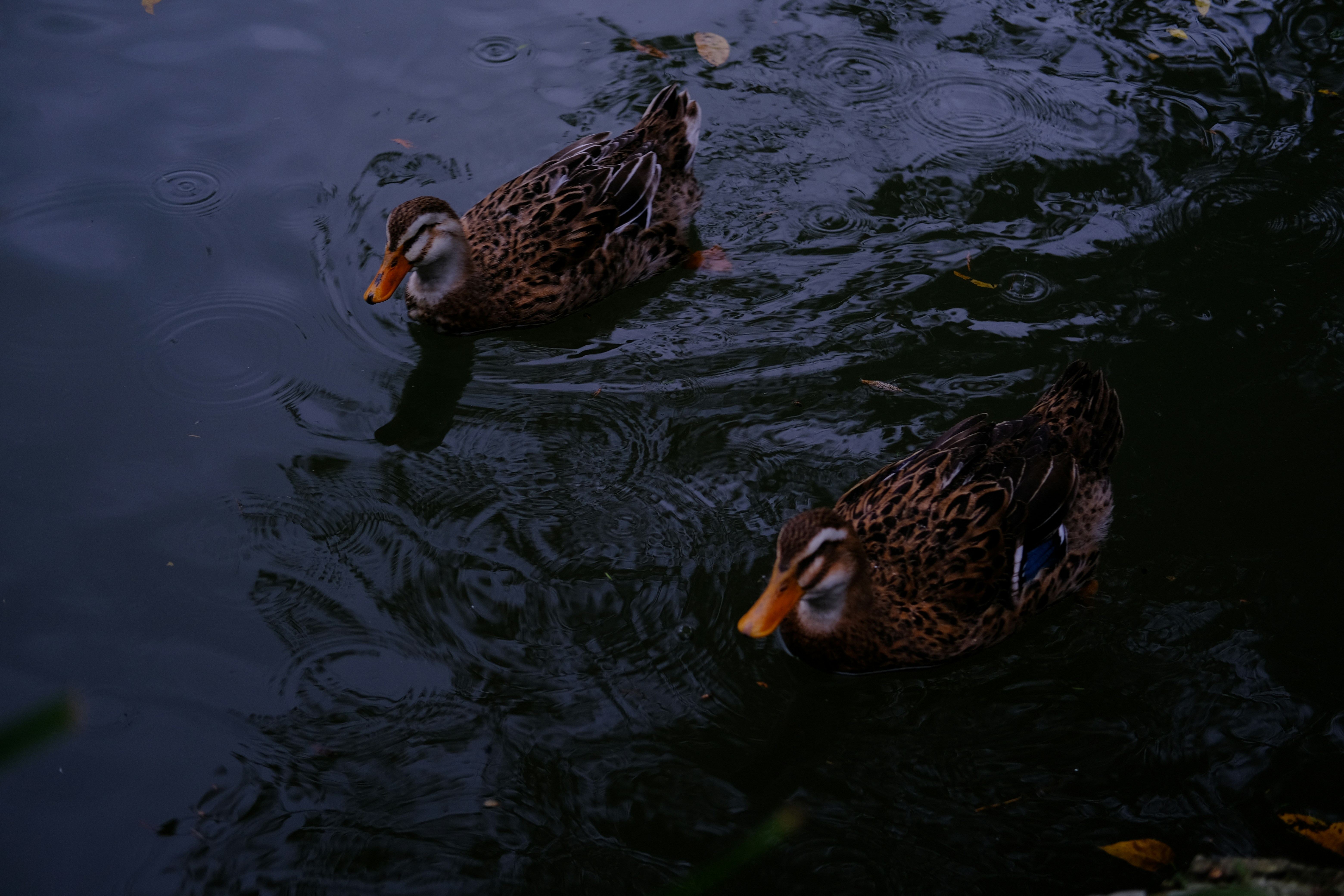 Nocturnal Drift: Two Mallards Glide Through Quiet Ripples