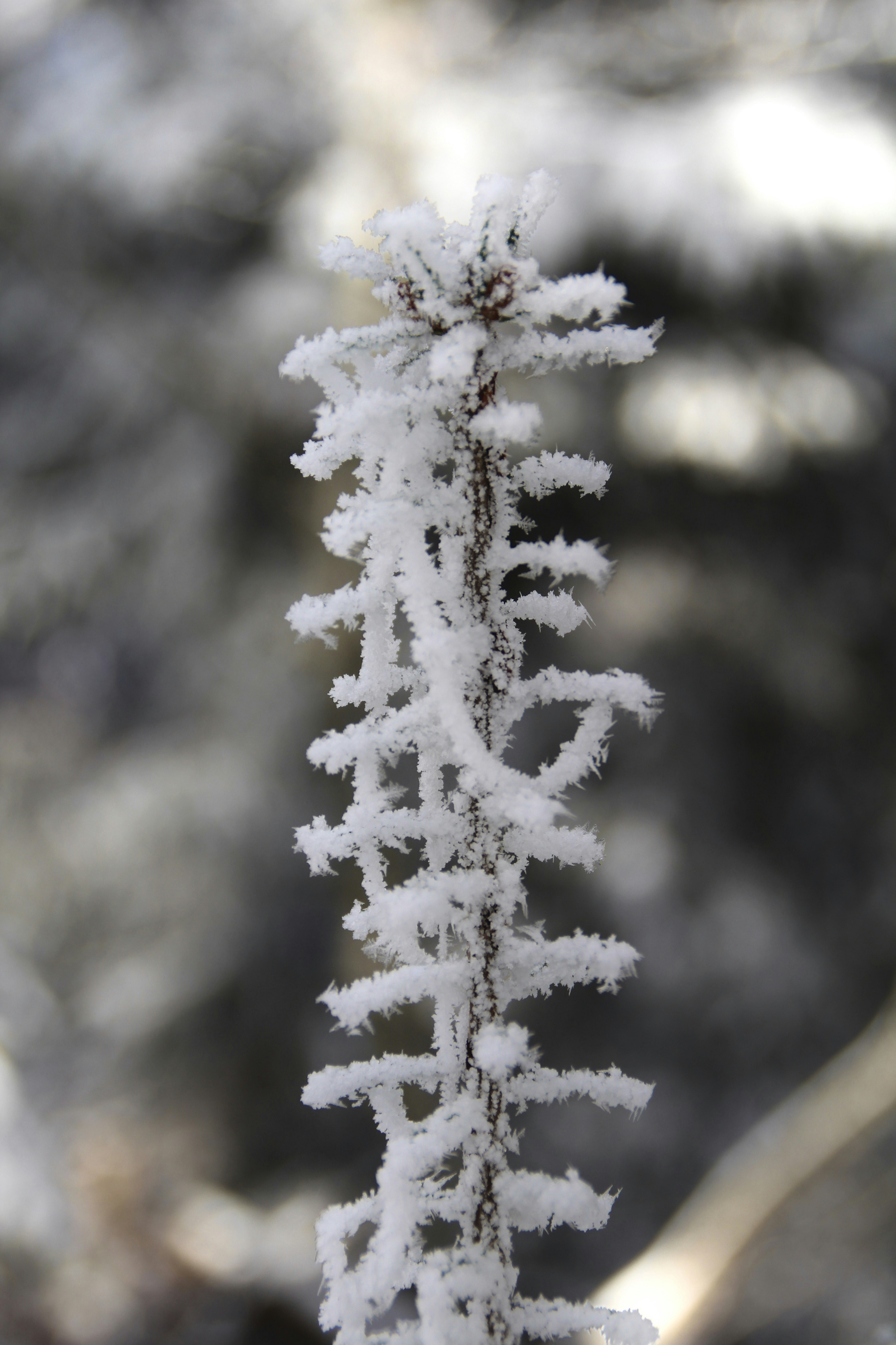 frosted plant