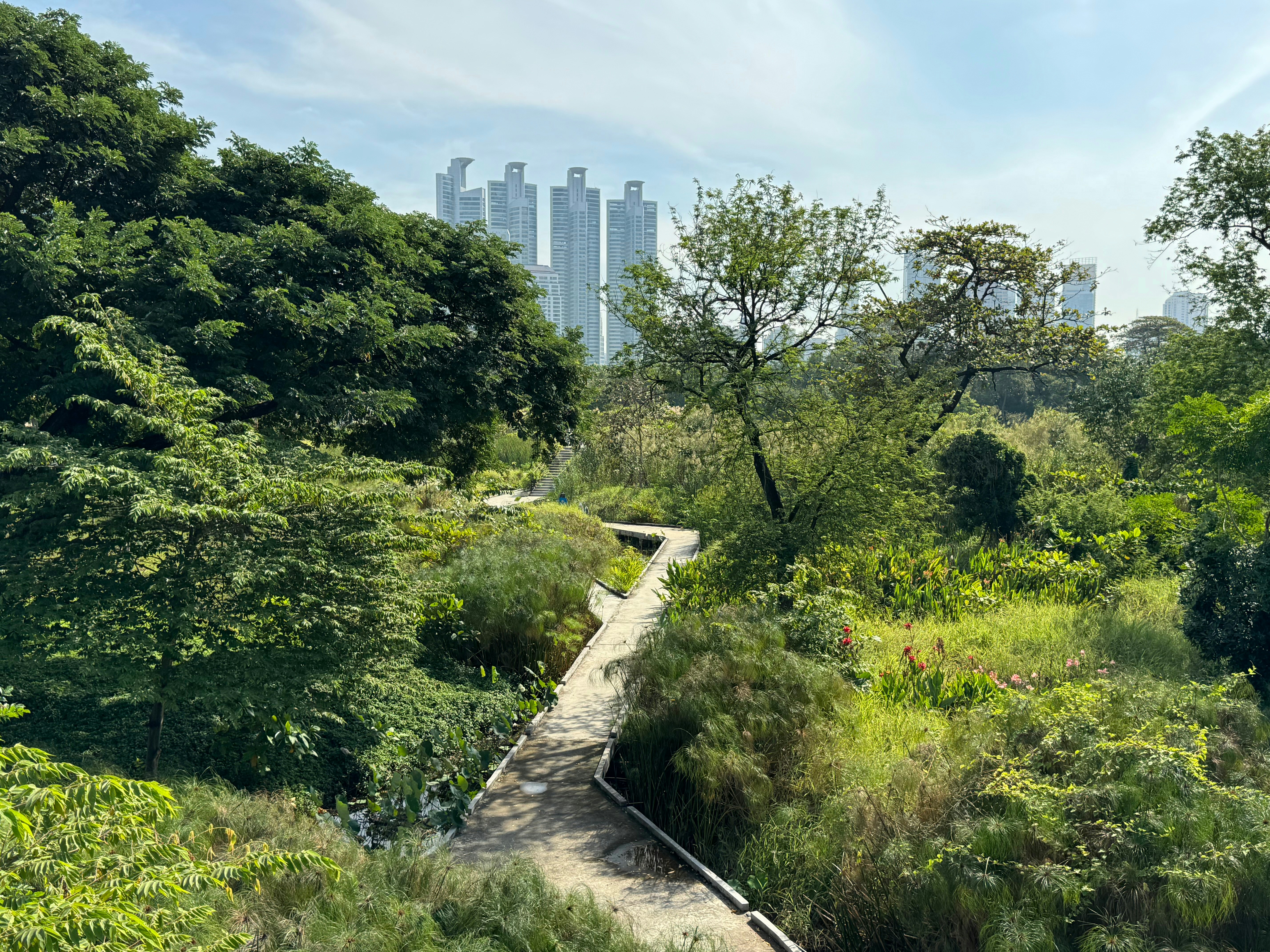 a path through a lush green forest with tall buildings in the background