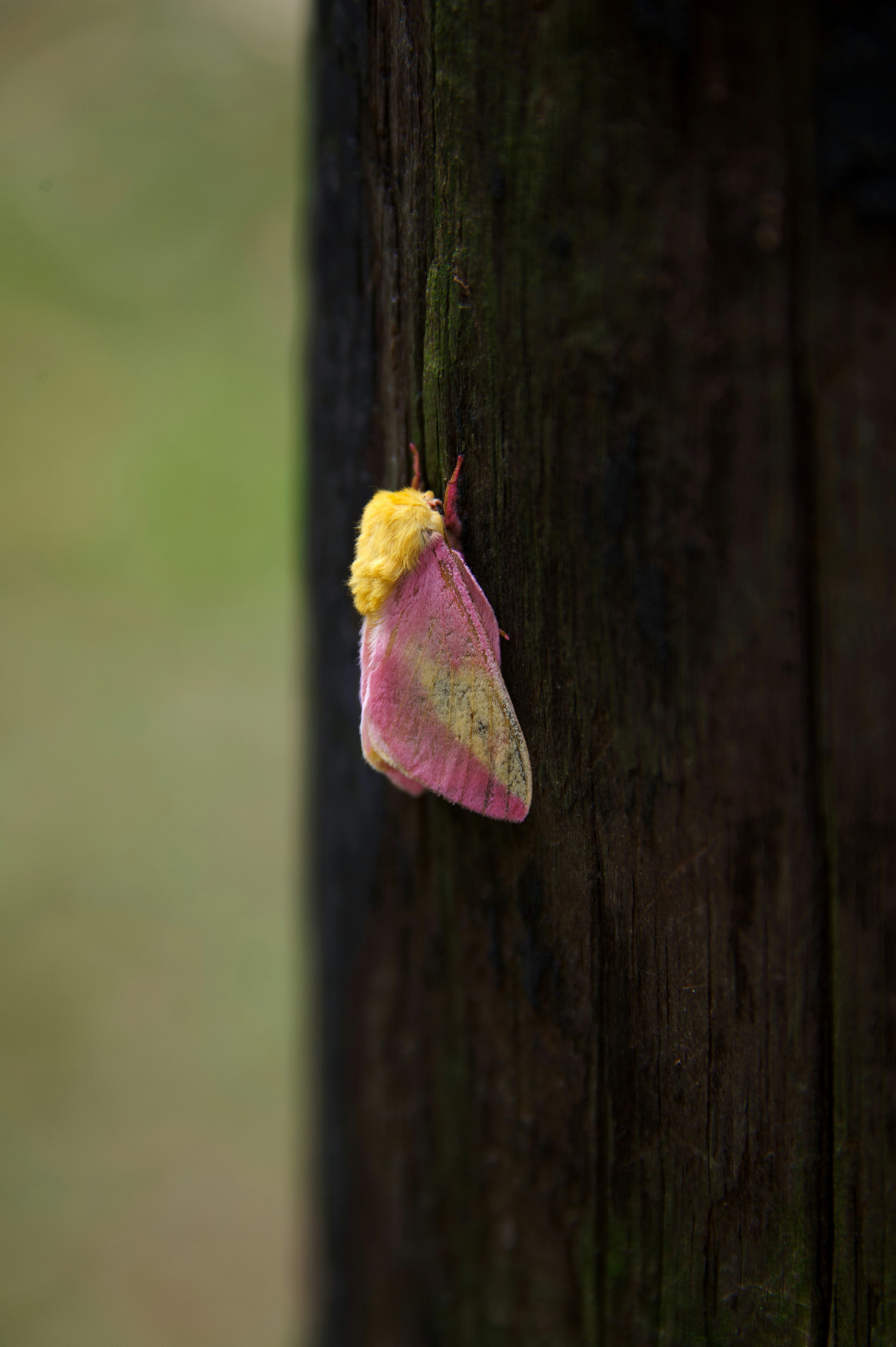 Pink-Gold Moth Clings to Weathered Timber in Macro Detail