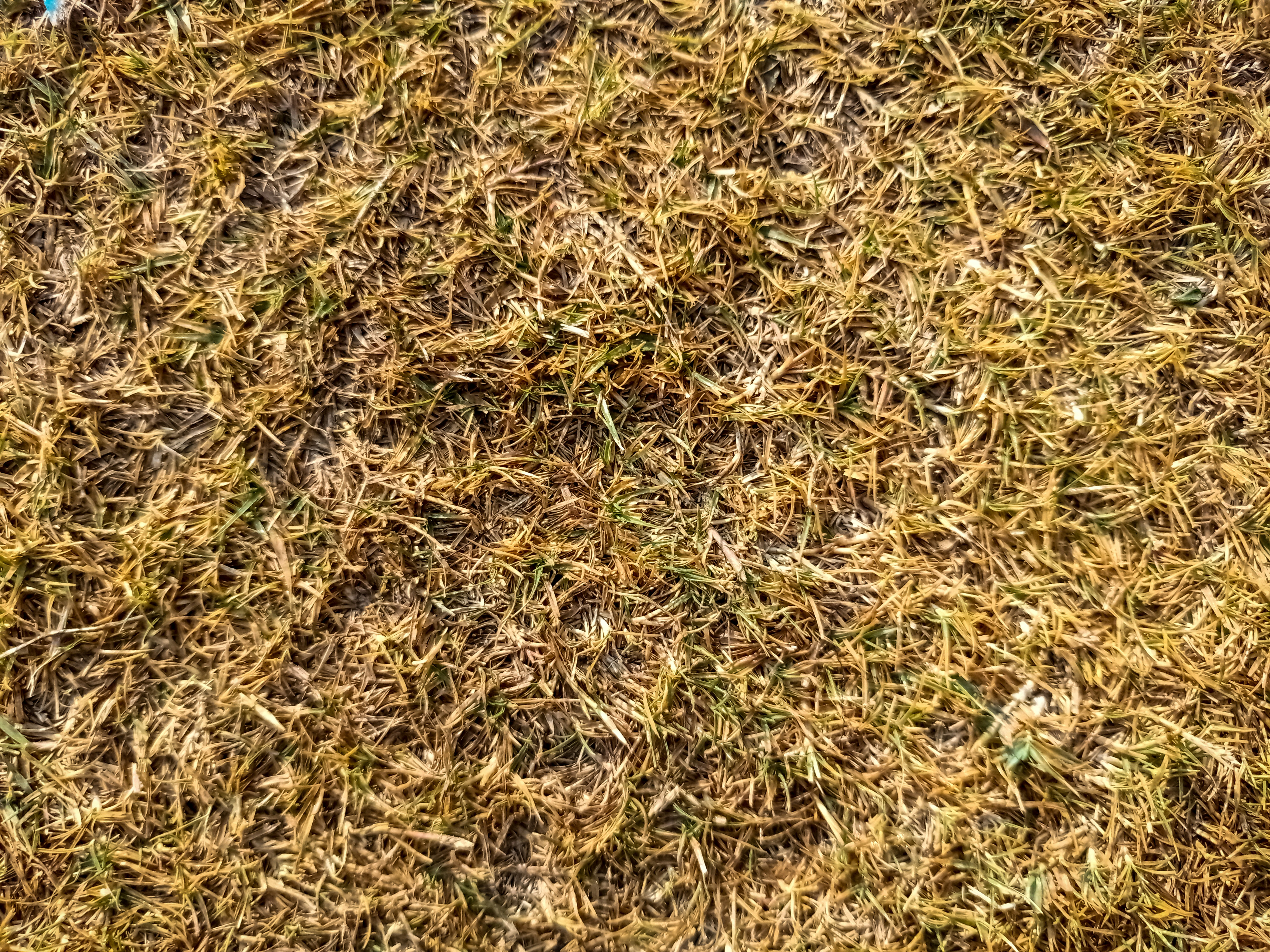 Grass texture | a close up view of a patch of grass