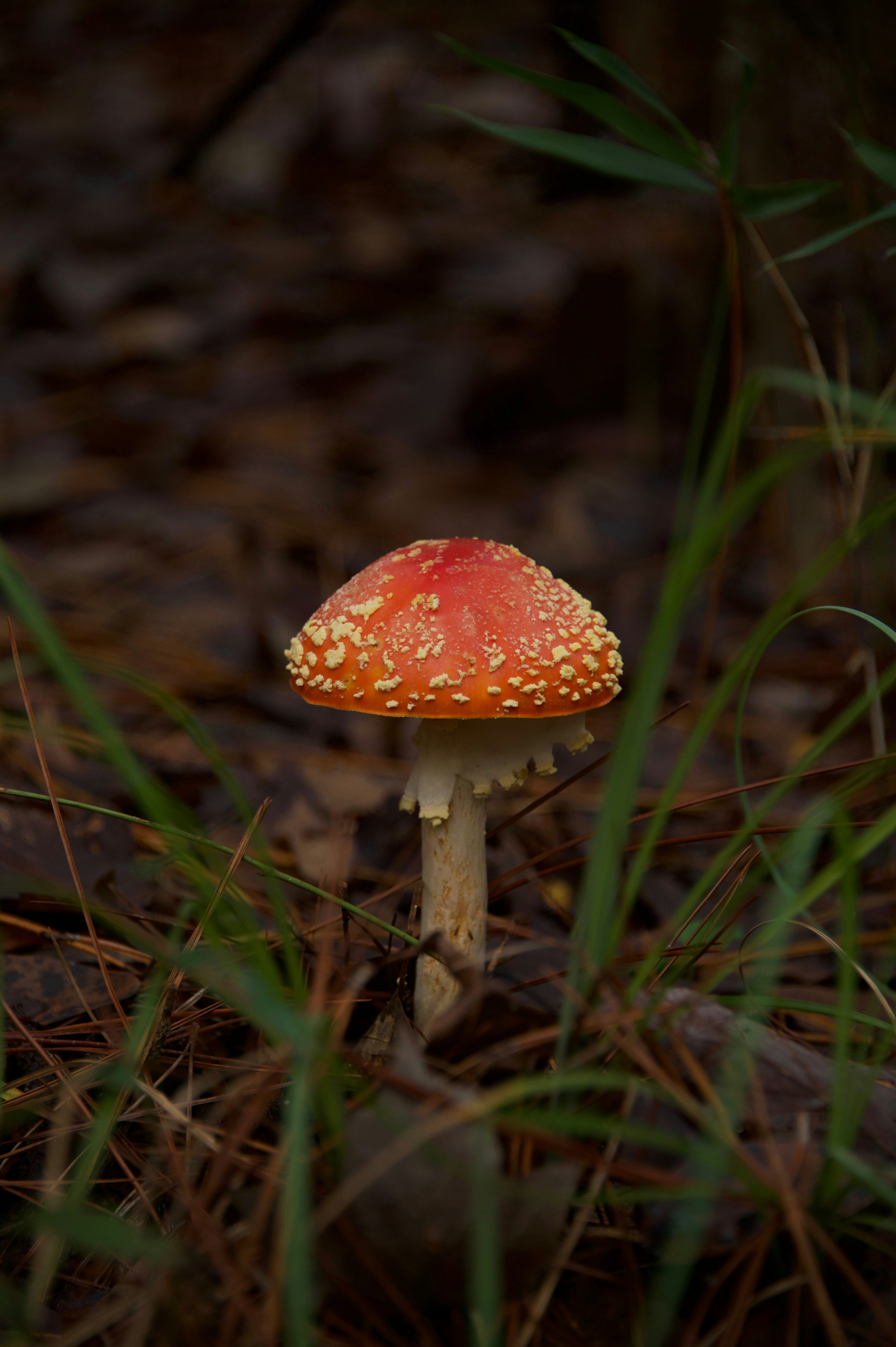 amanita mushroom | a small red mushroom sitting on the ground