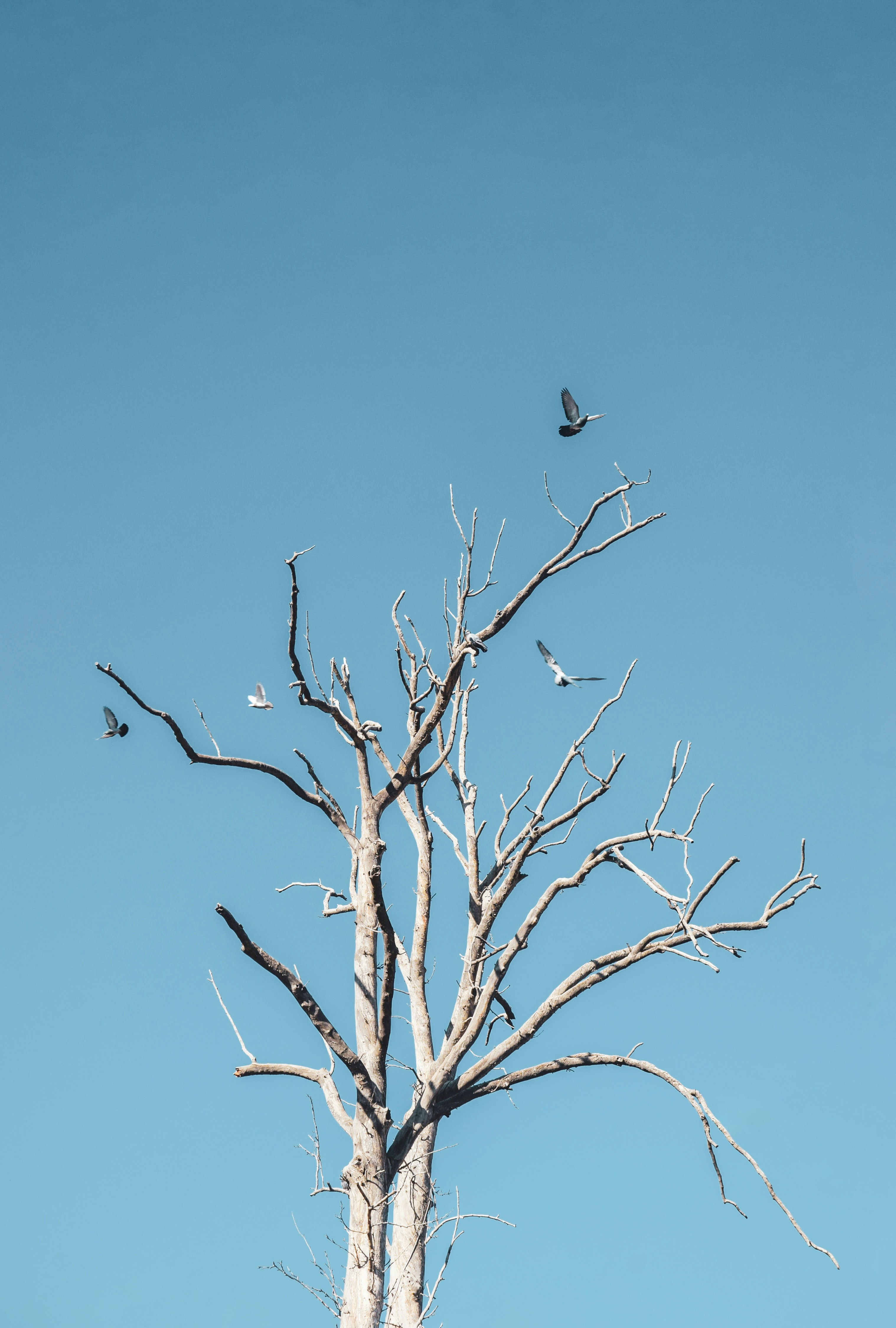 Winged Rendezvous Above a Bare Sentinel in a Quiet Azure Sky