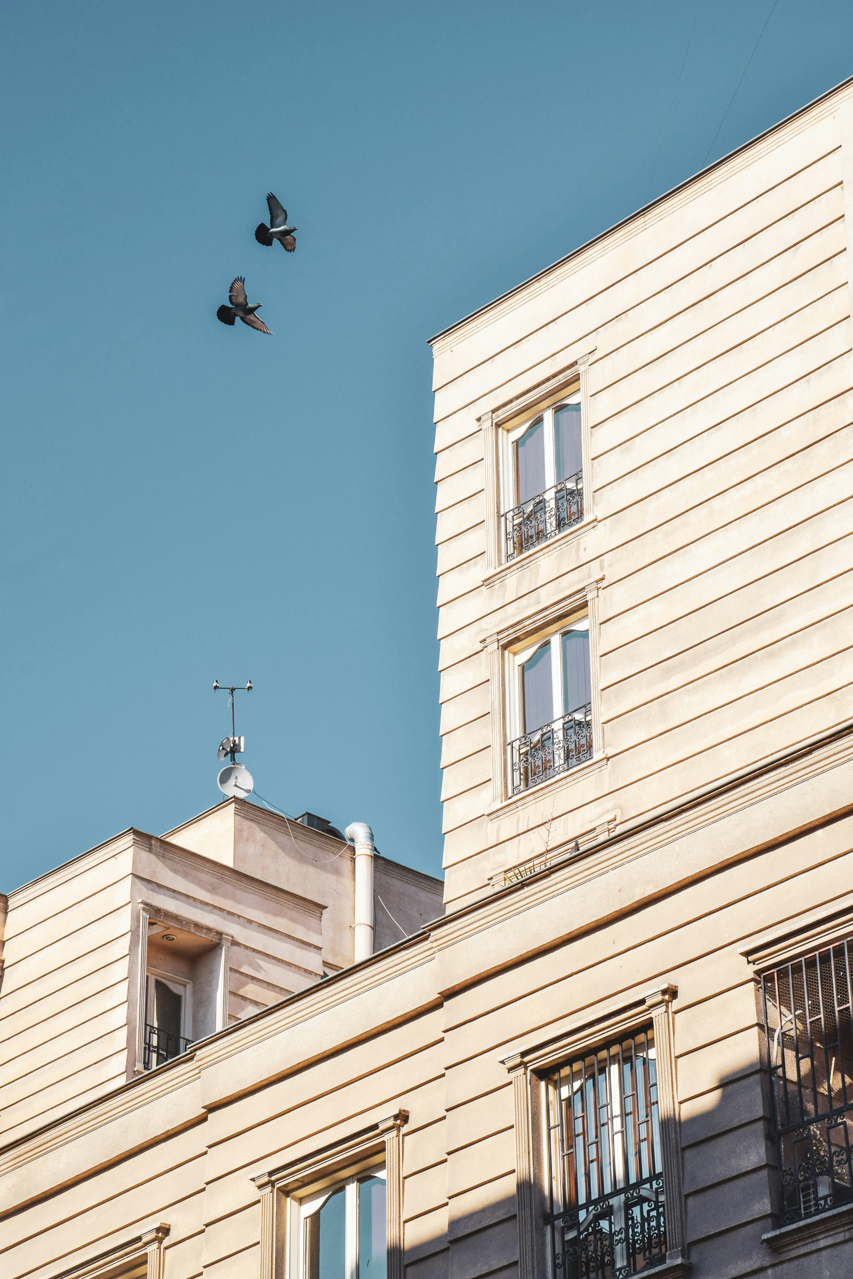 Skyward Rooms: Windows and Pigeons Over a Cornered Facade