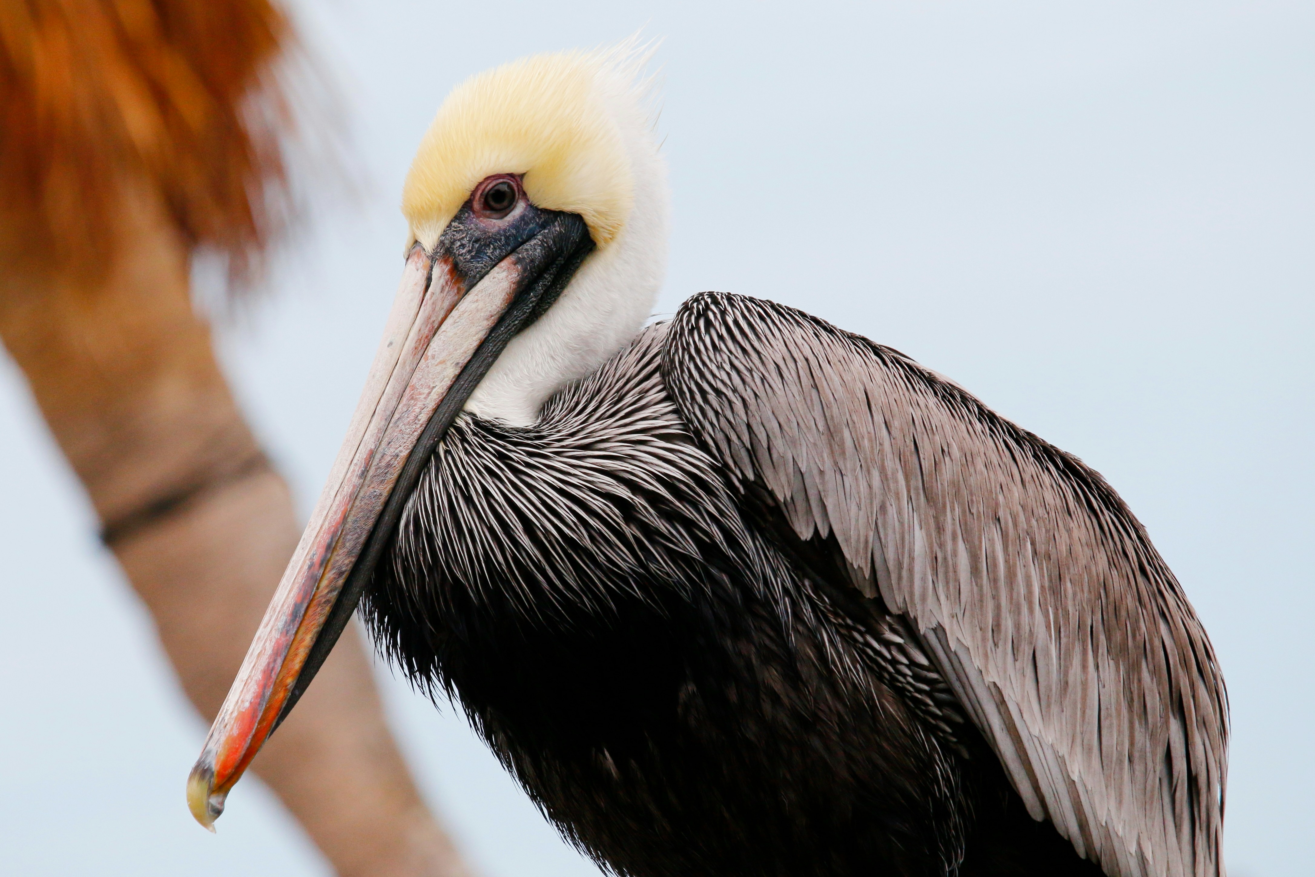 Yellow Crown, Long Beak: Close-Up Portrait of a Pelican