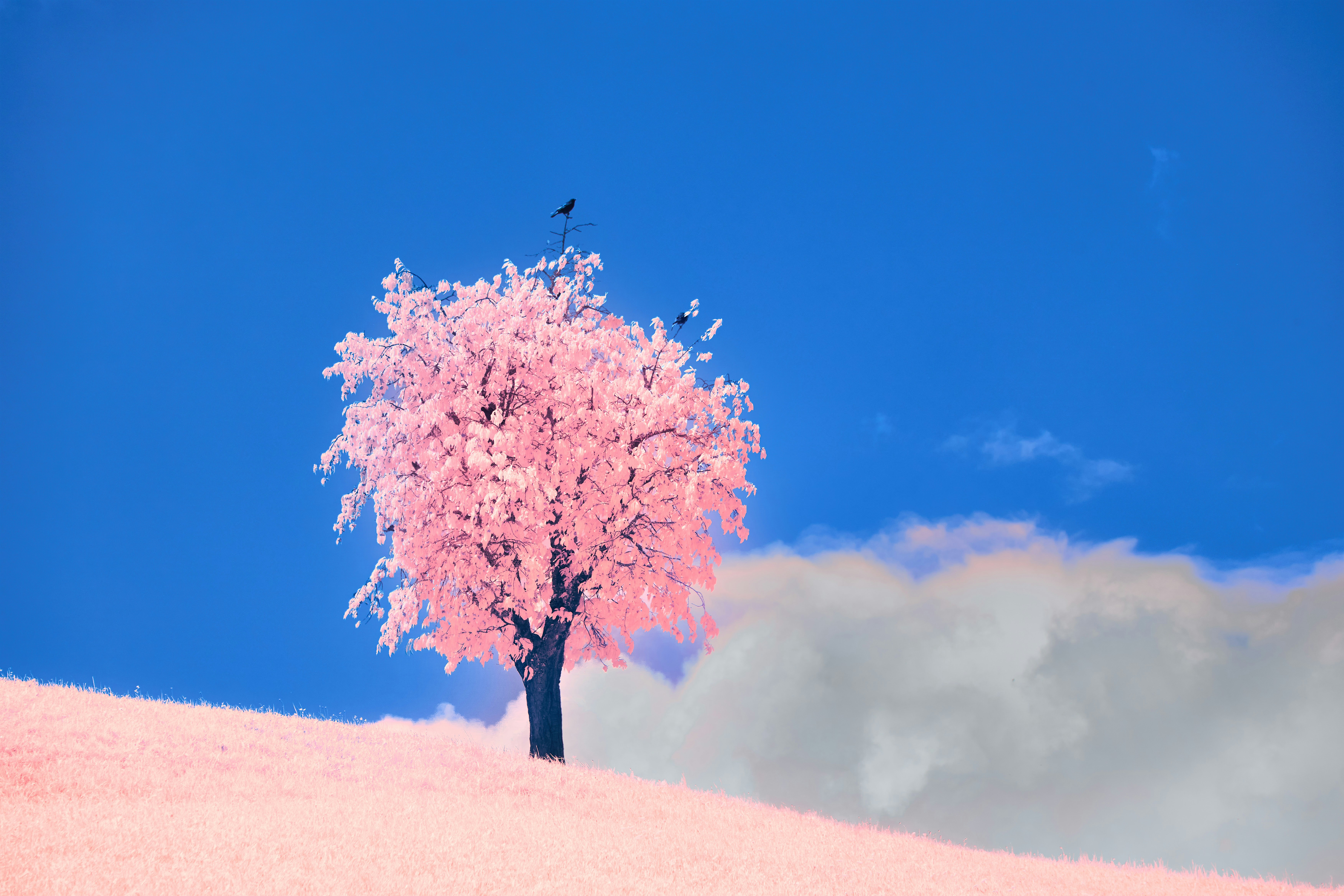 Photo by Wolfgang Hasselmann with Sony Alpha 7 IV