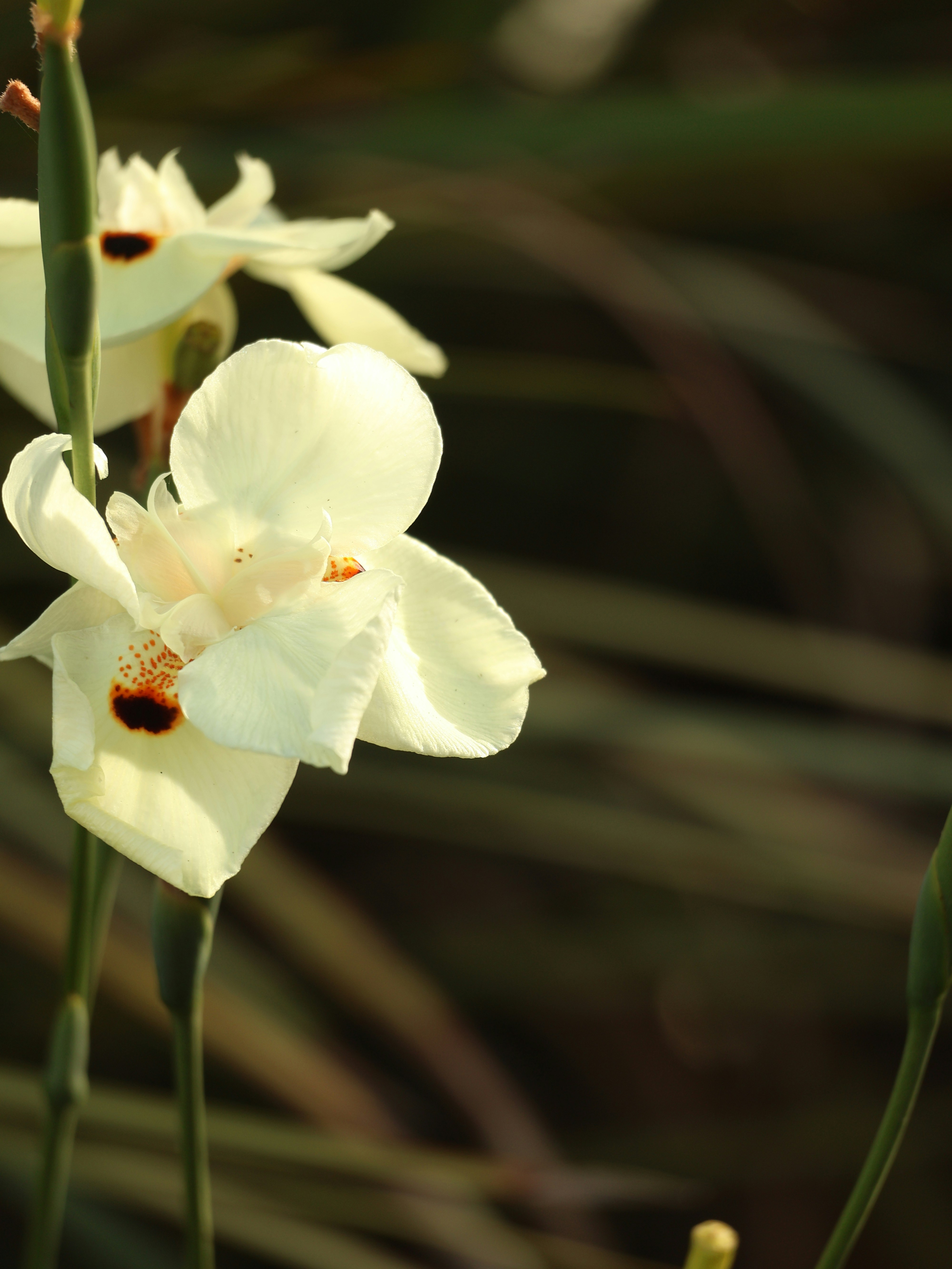 White iris bloom catching warm light against a blurred background