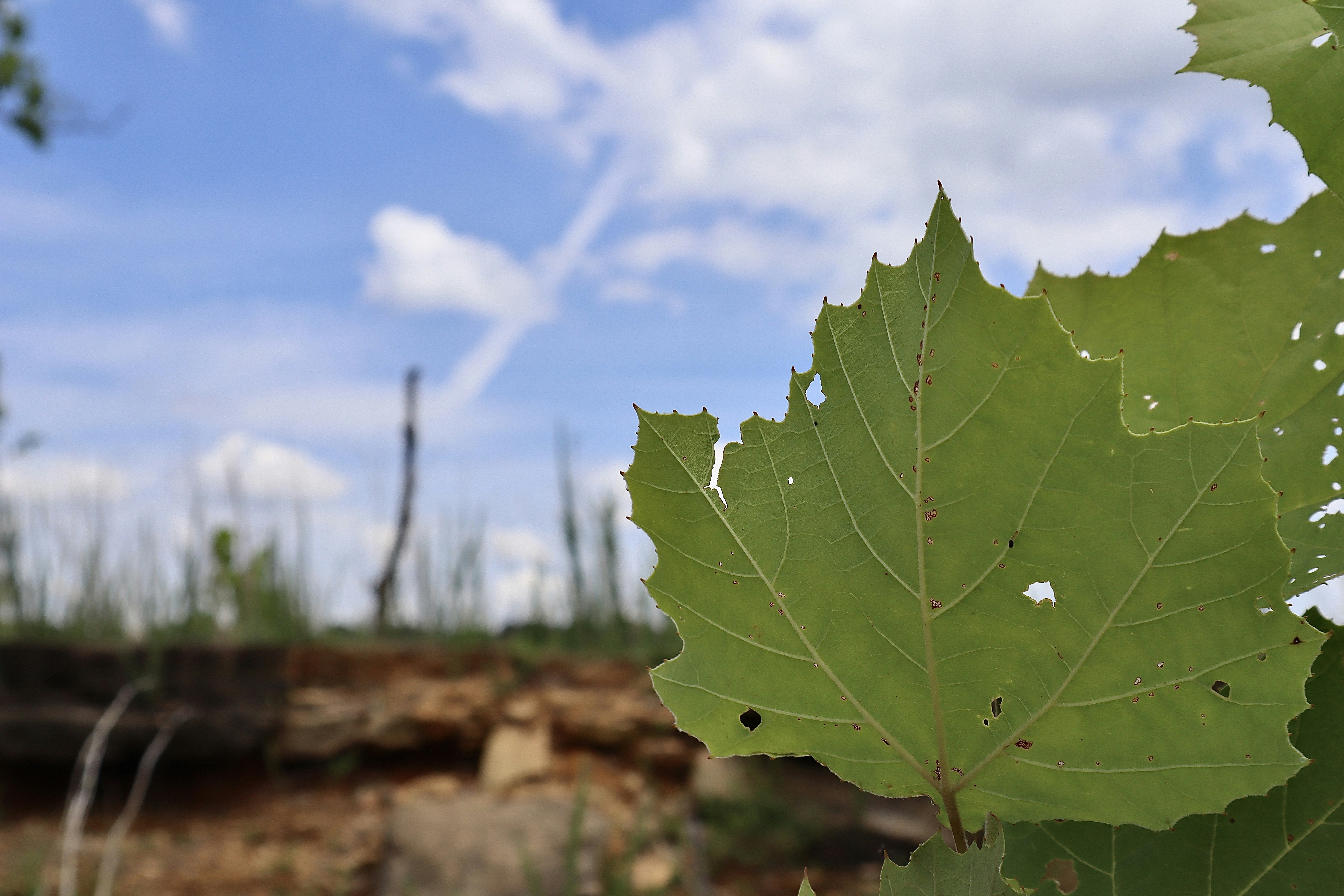 Verdant Leaf in Sharp Focus Against Blurred Horizon