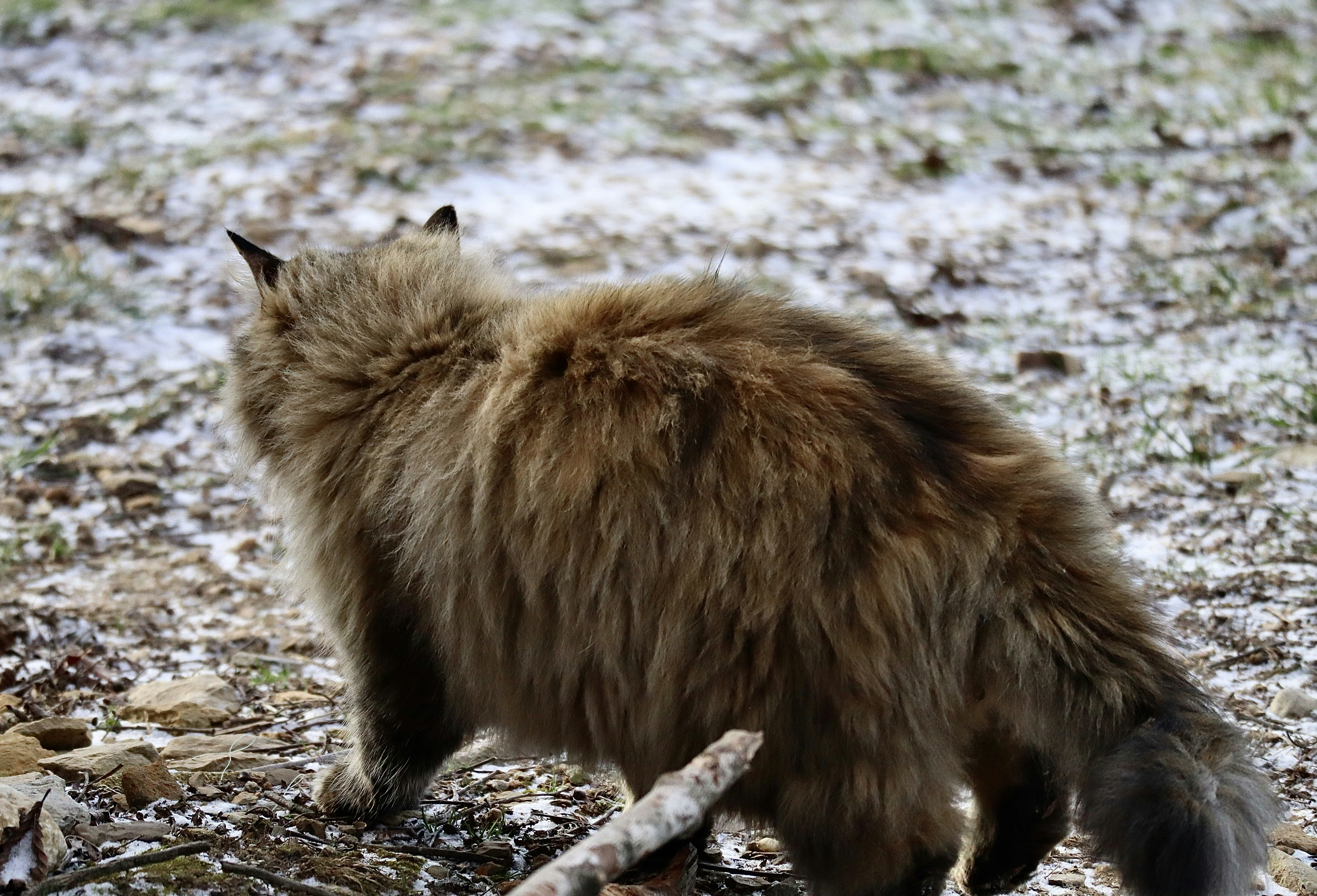 Midwinter Velvet: a long-haired wanderer on a damp woodland path
