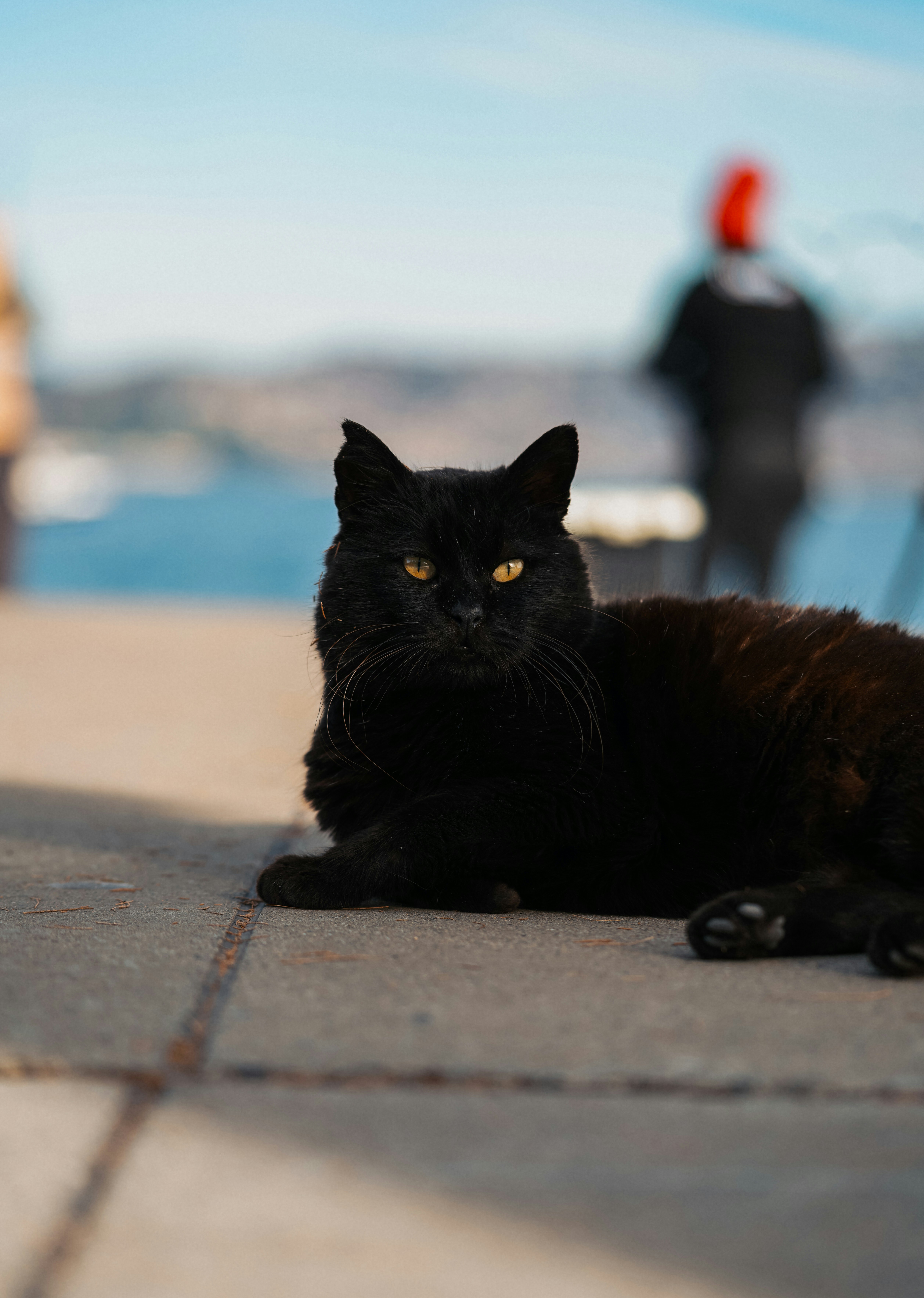 Harbor Quietude: Black Cat Lounges on the Pier as Distant Figures Blur into the Sea