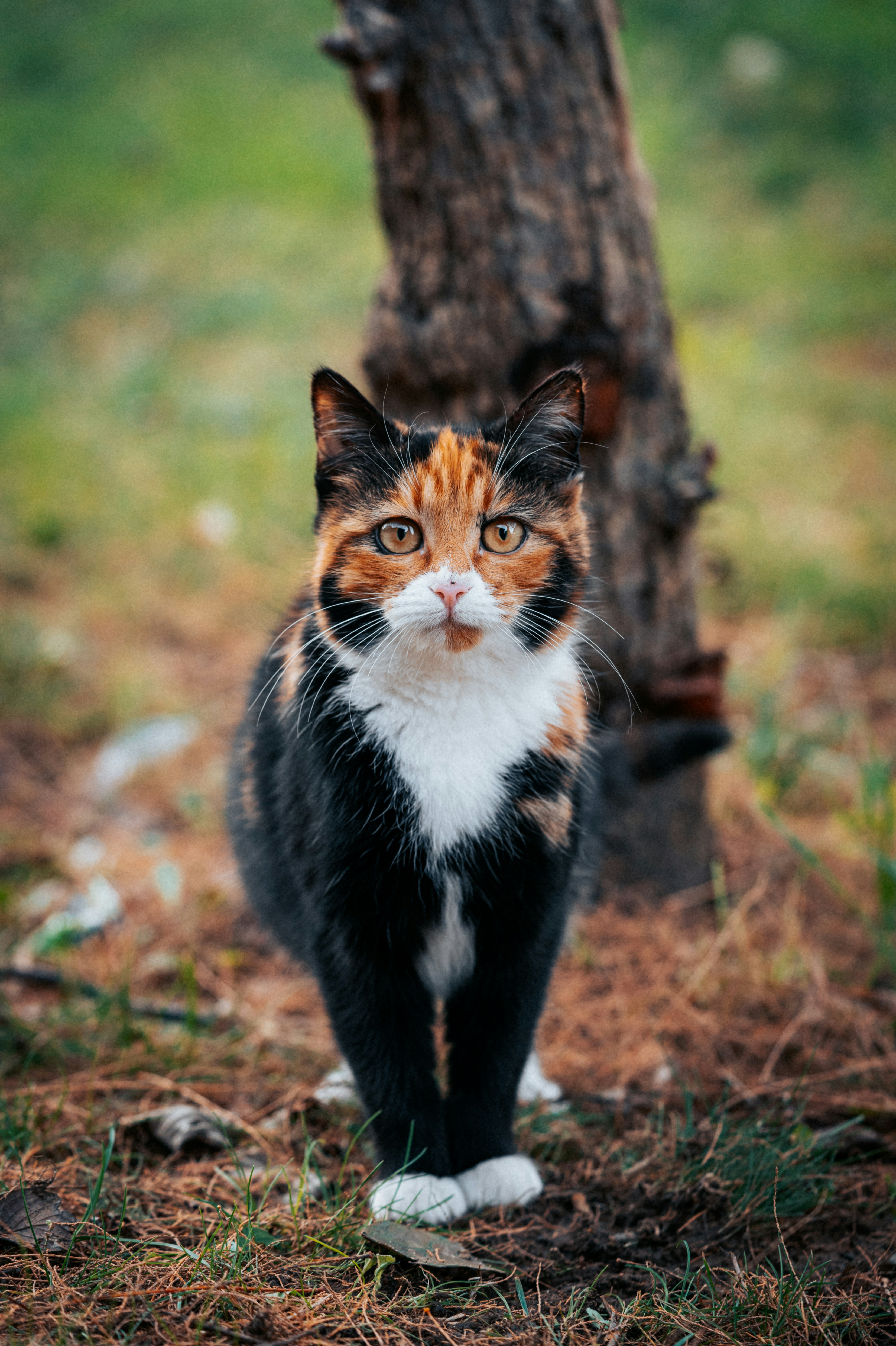 A calico cat standing next to a tree photo – Free Cat Image on Unsplash