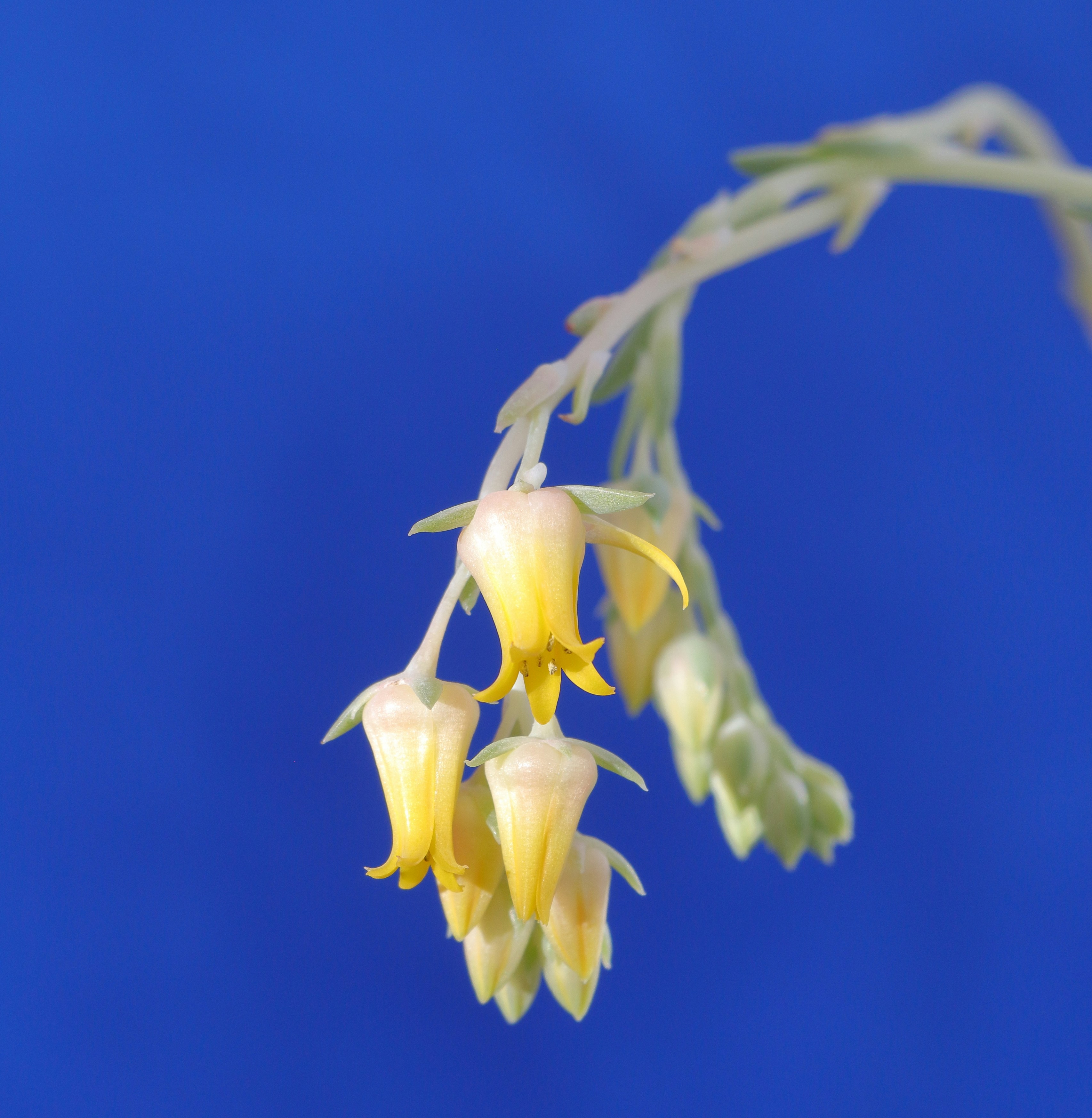 Golden Bellflowers Against a Royal-Blue Backdrop