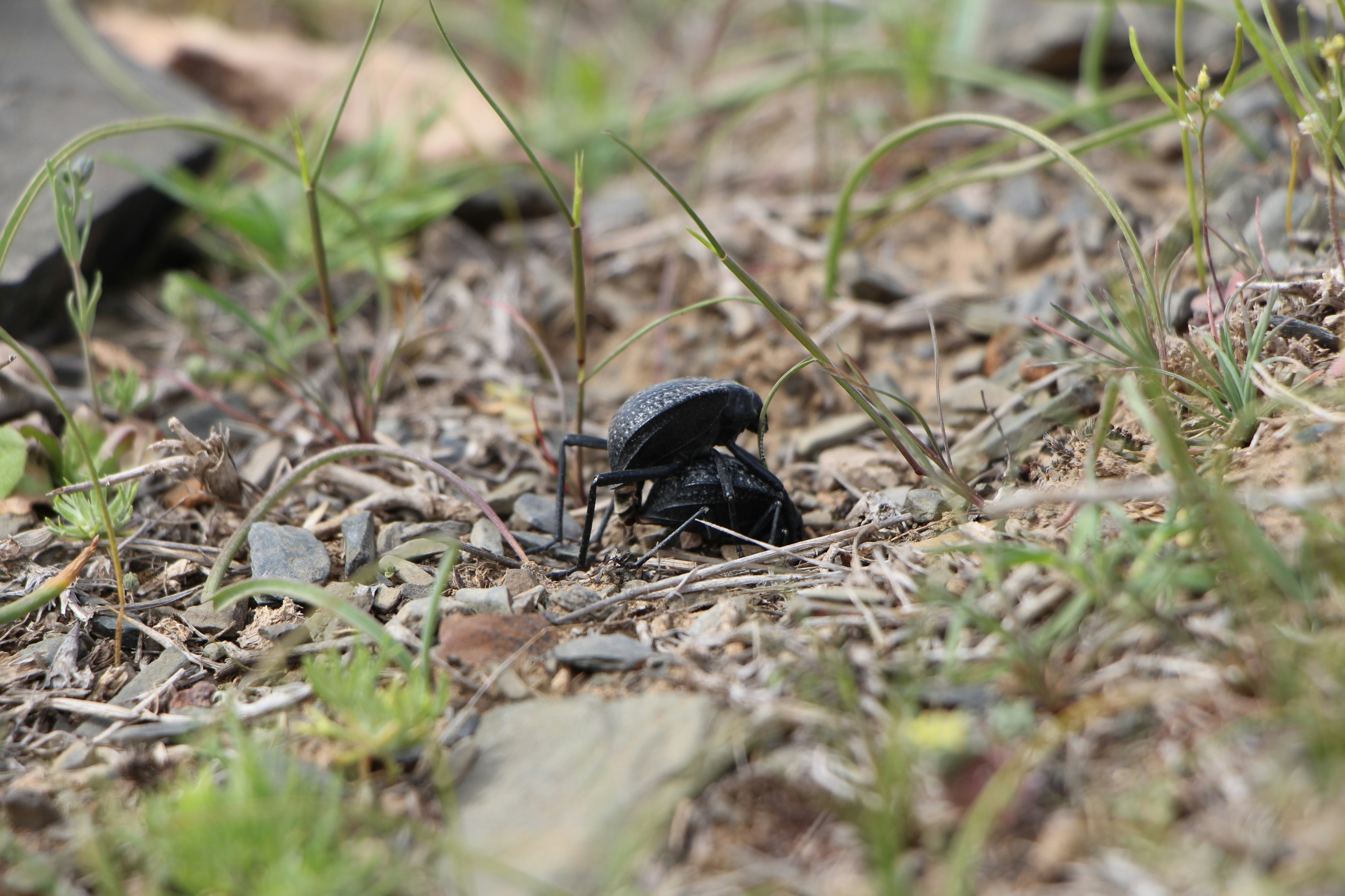 A bug crawling on the ground in the grass photo – Free Iran Image on ...