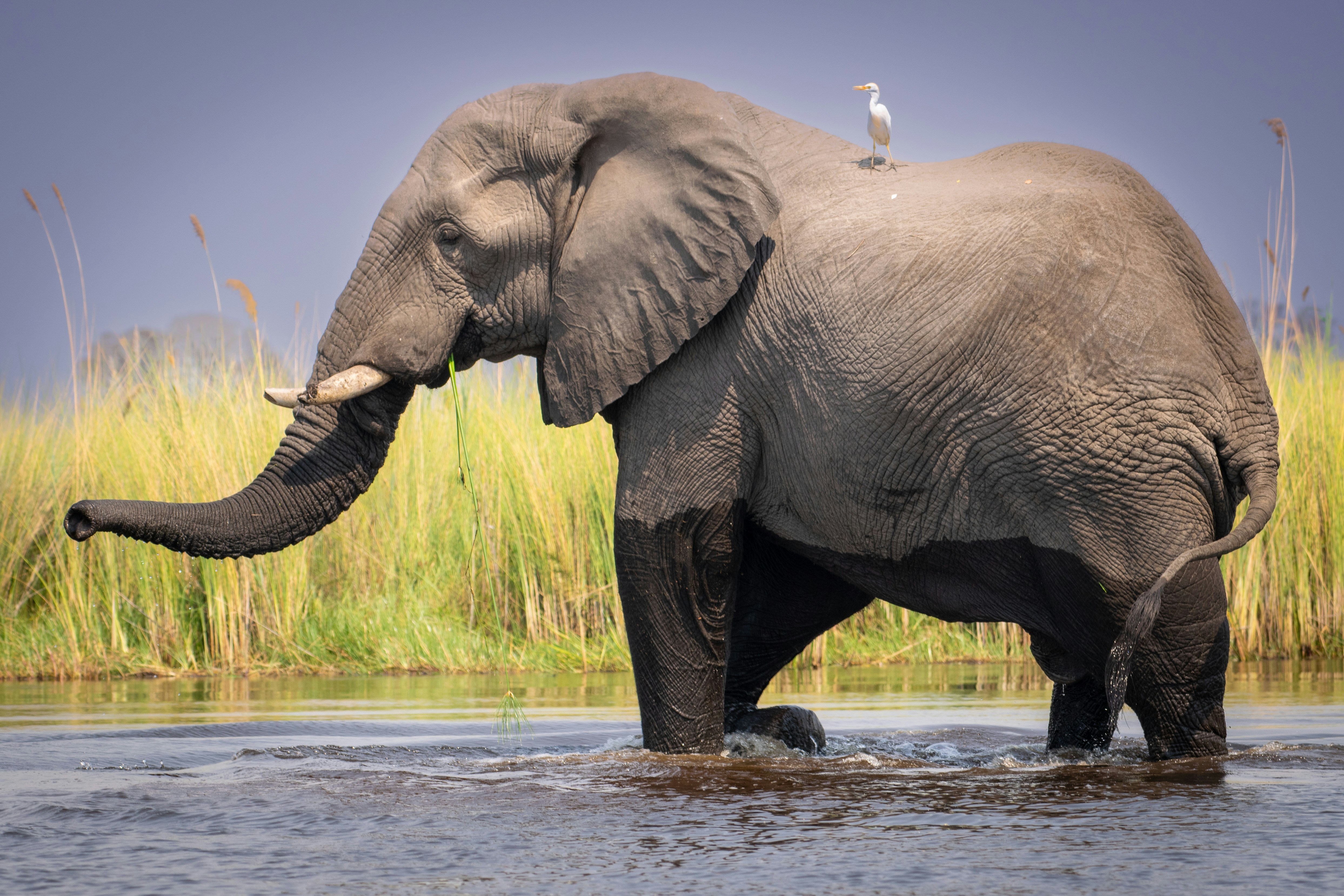 Riverbound Trunk: Elephant Wades by Reeds with a Perched Seabird