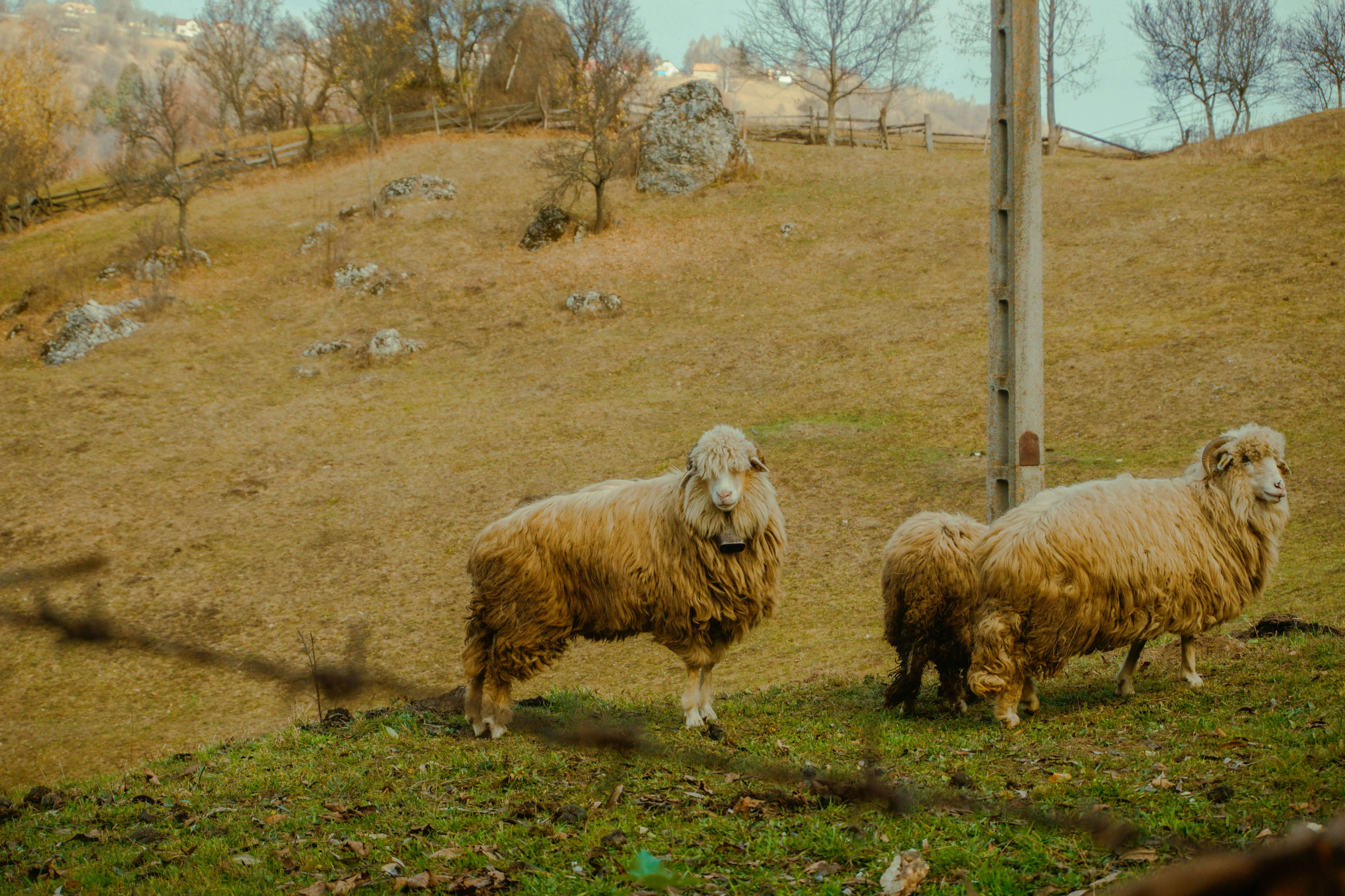 Pasture Sentinels by the Weathered Pole