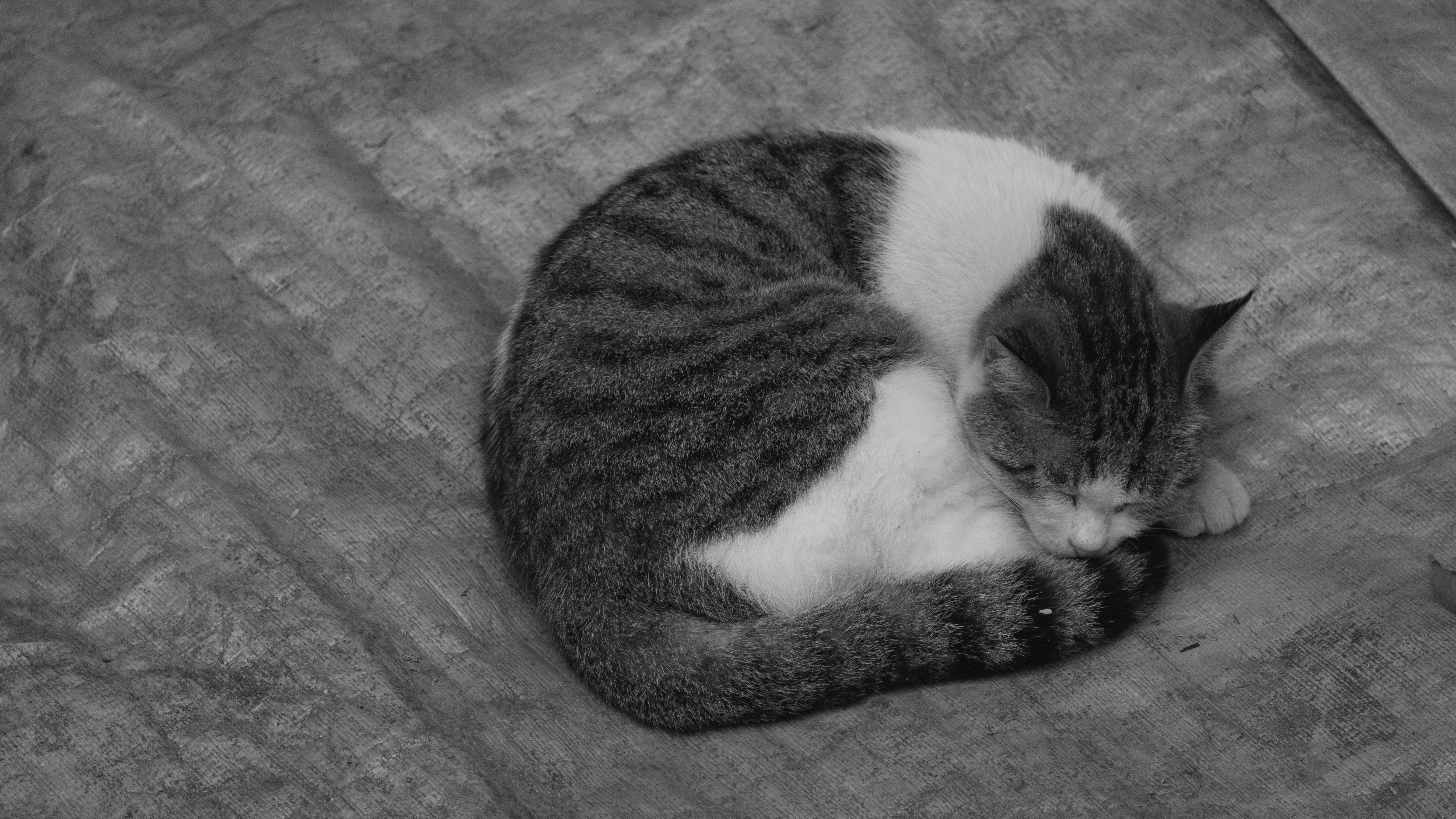 A cat curled up sleeping on a bed photo – Free Pet Image on Unsplash