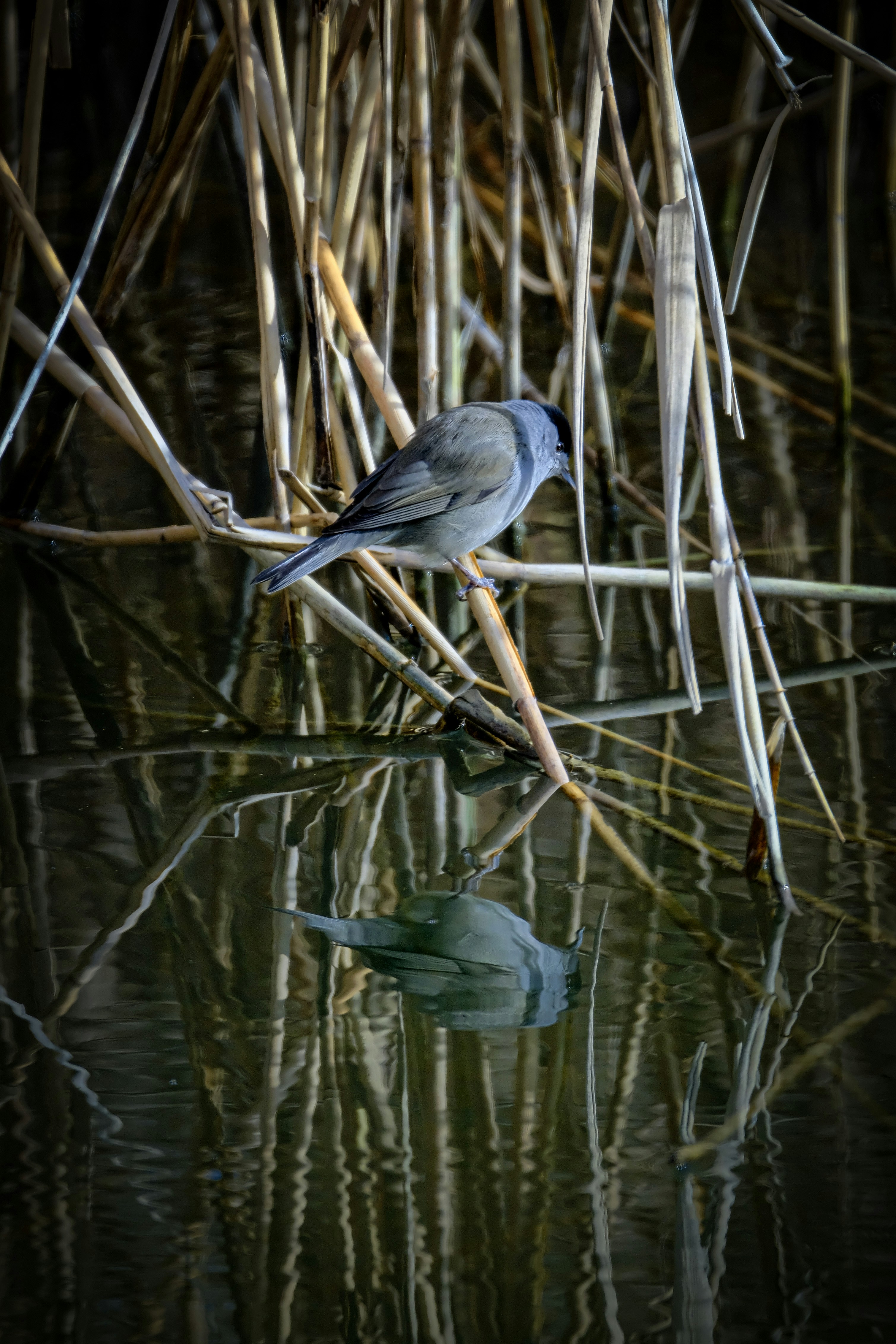 Un oiseau est assis sur une branche dans l’eau photo – Photo Reserva ...