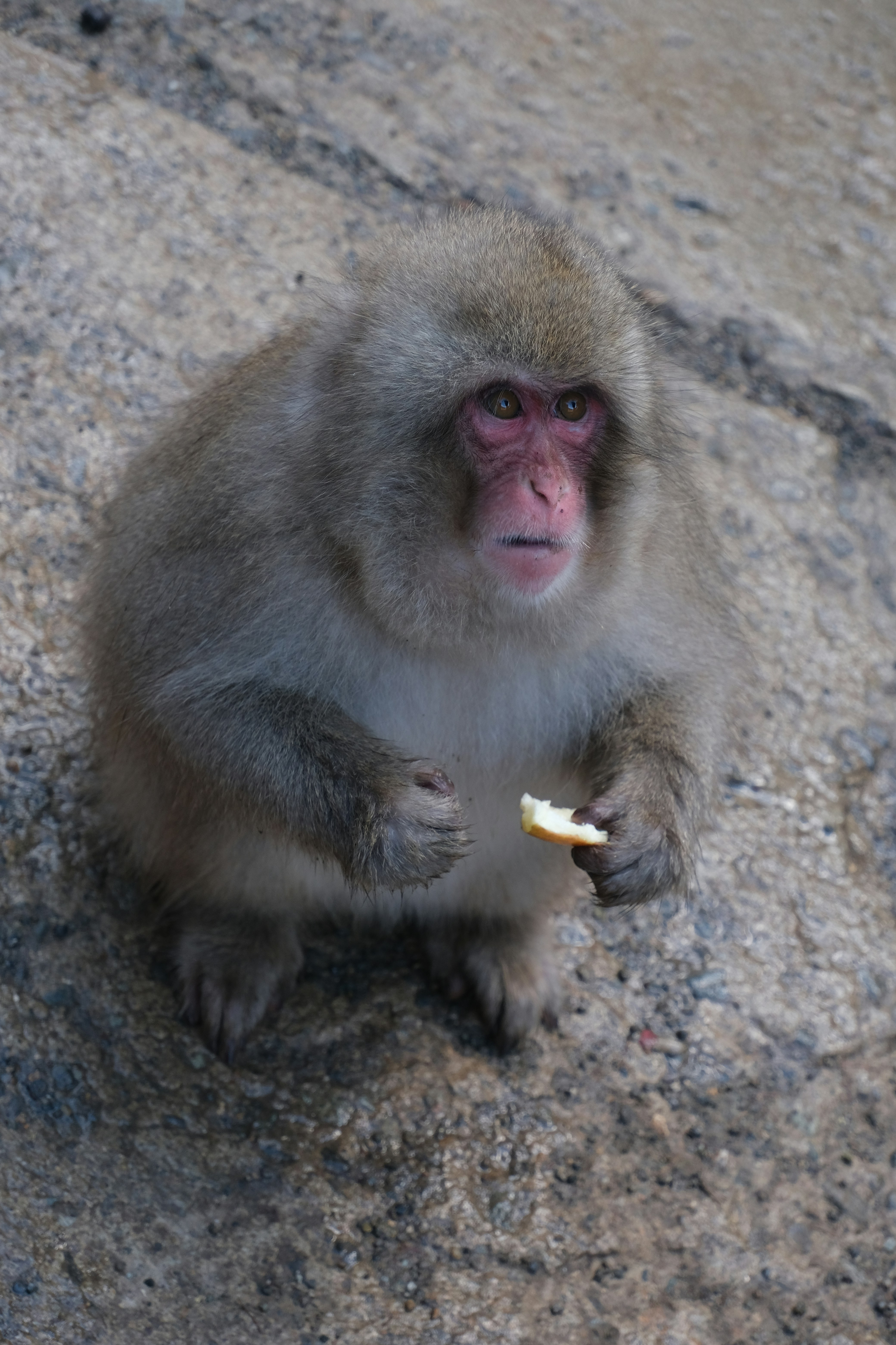 Snack Break on Granite: A Snow Monkey's Quiet Moment