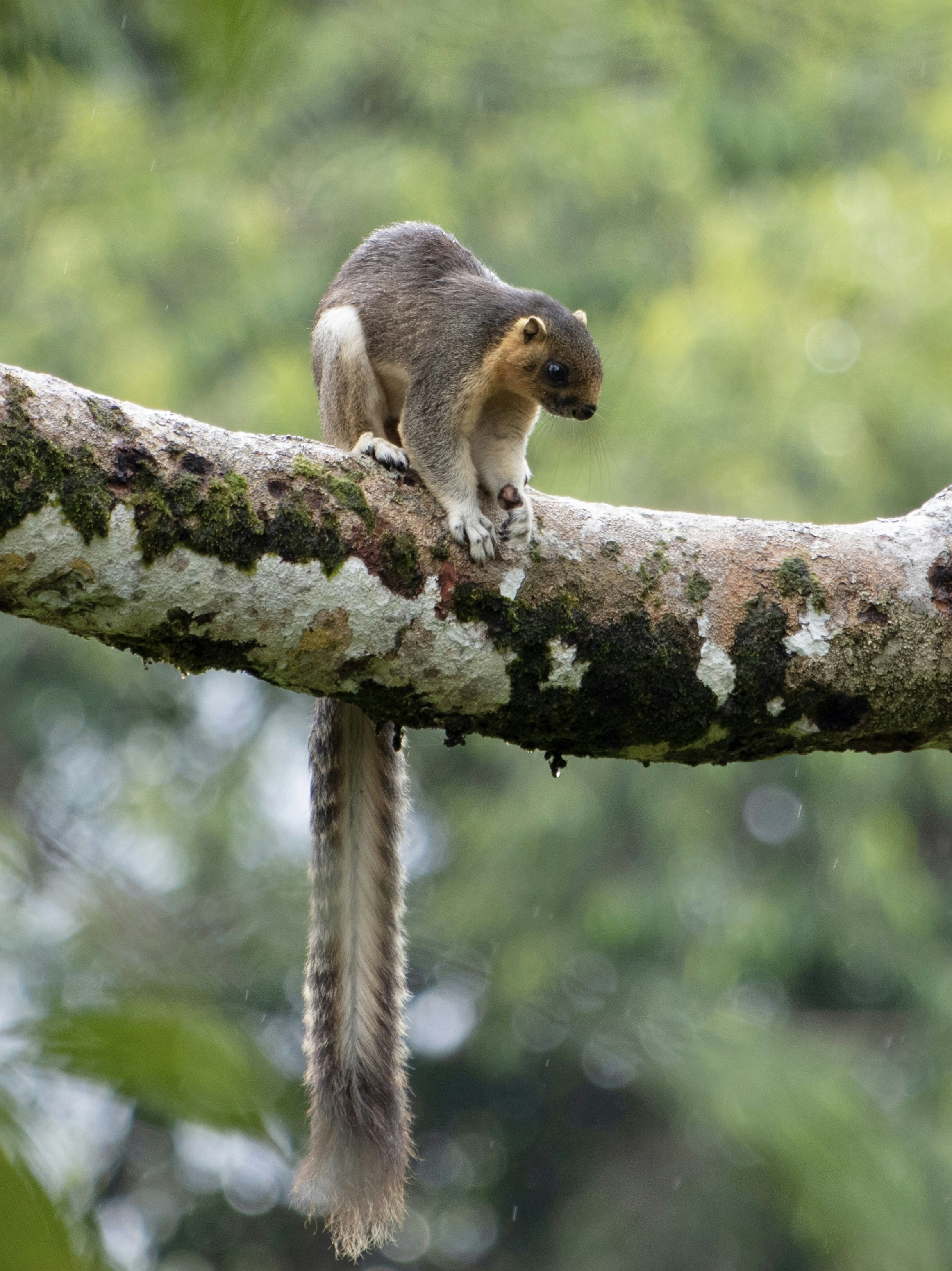 Curious on the Mossy Edge: a squirrel surveys the forest from a moss-coated limb