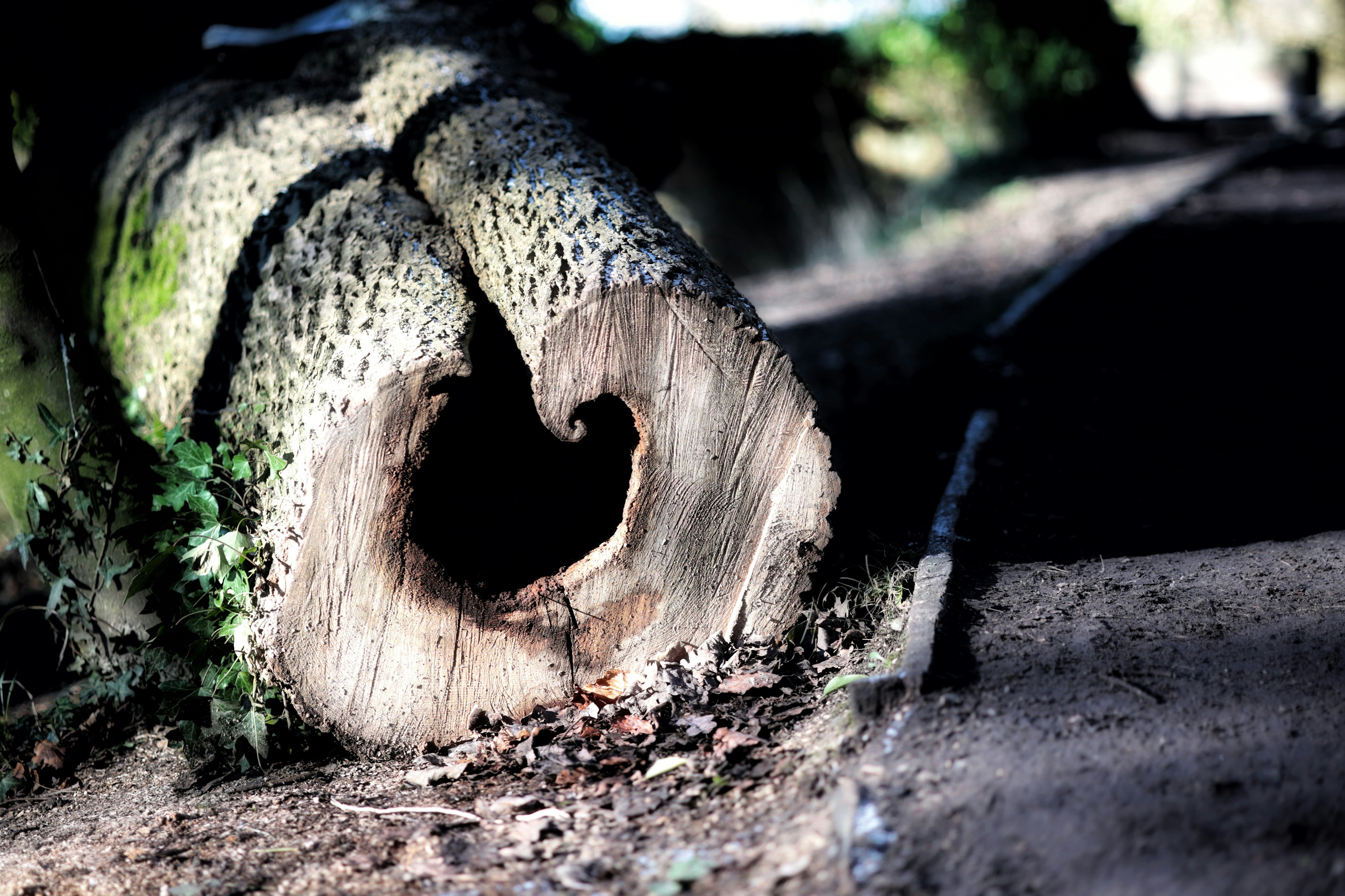 Heart in the Log: Weathered Wood with Morning Light