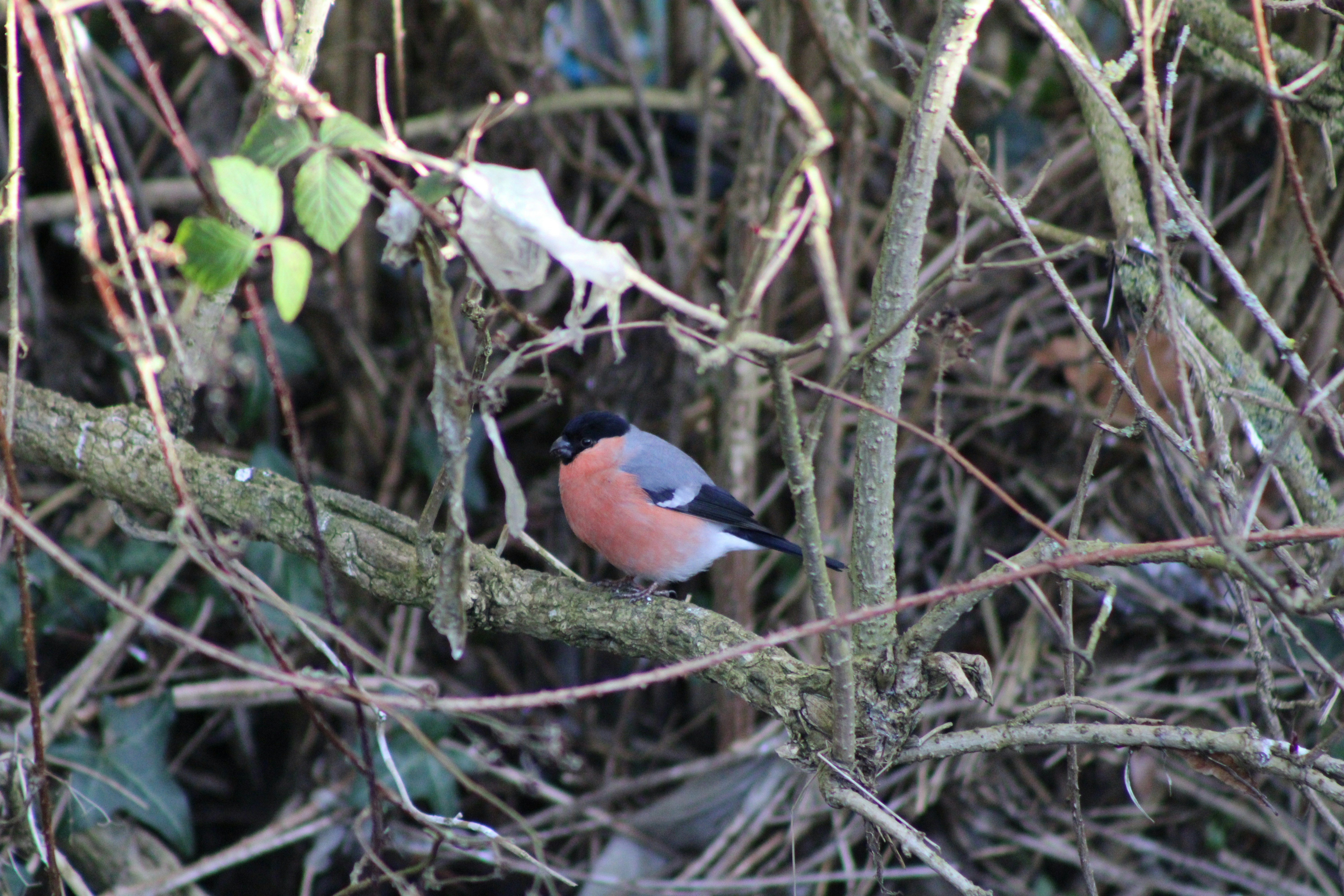 Scarlet Robin Among Tangles: A Quiet Perch in Winter Branches