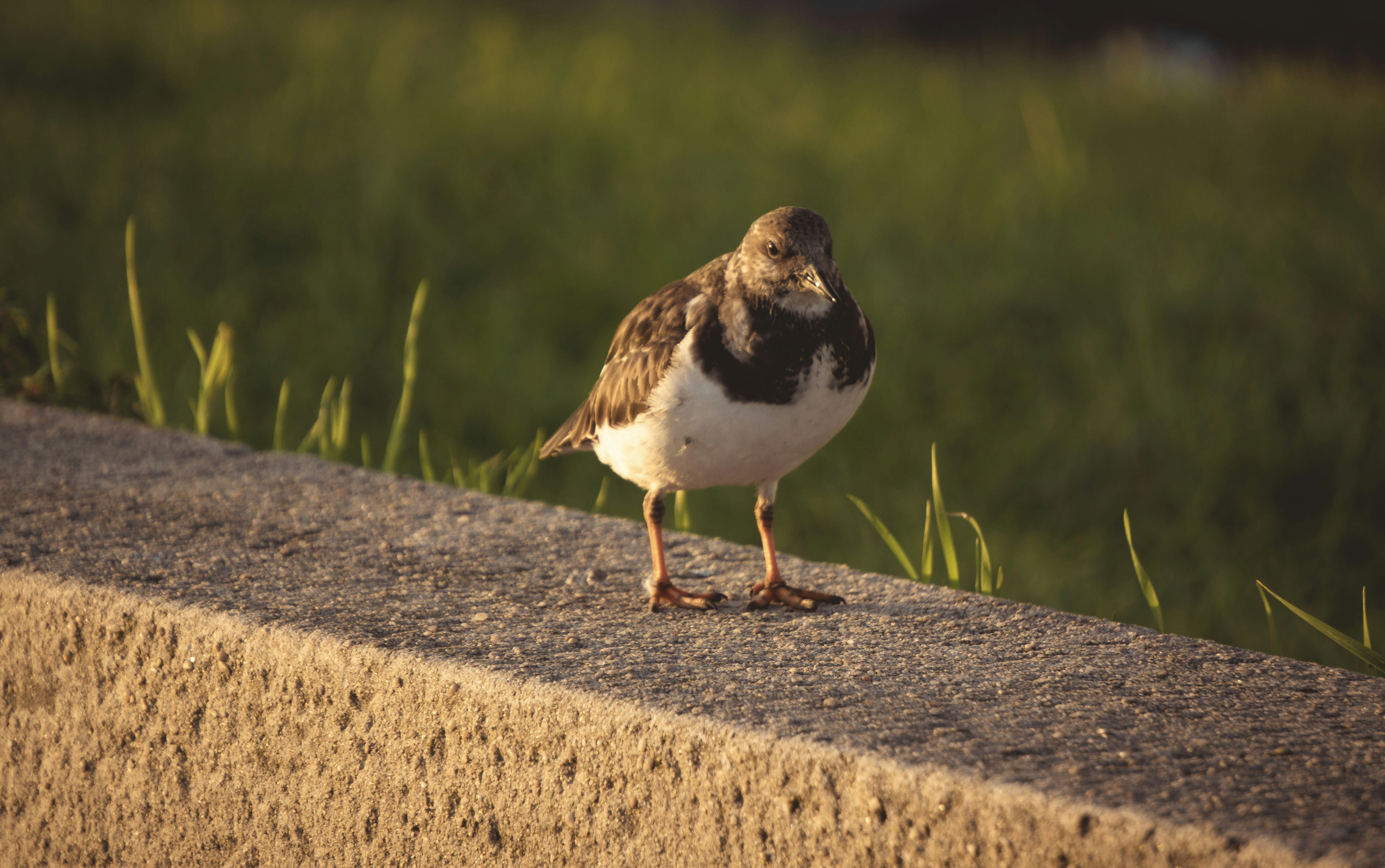Photo by Arnaud Padallé with Sony NEX-7