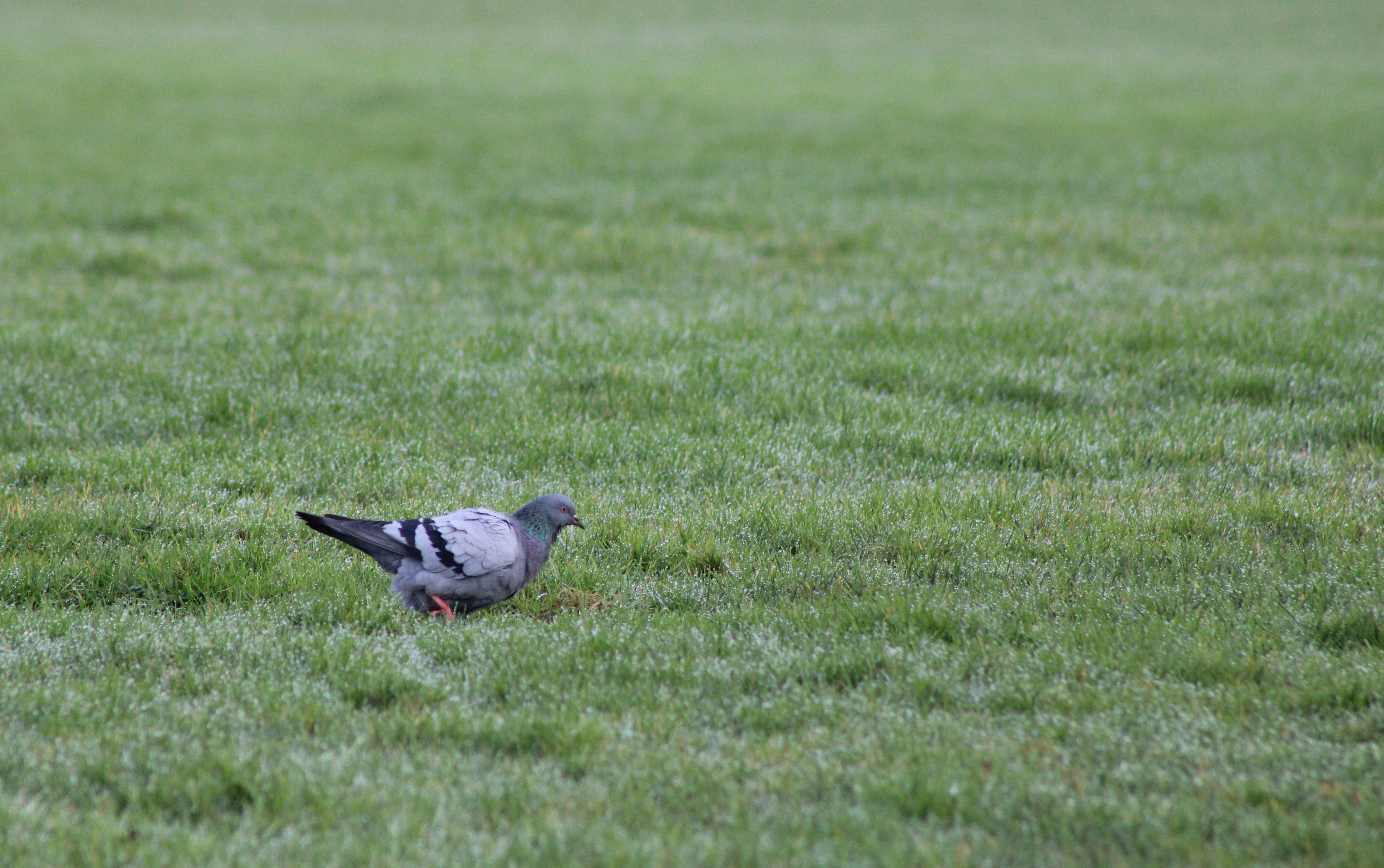 Photo by Lisa Dunne with Canon EOS 2000D