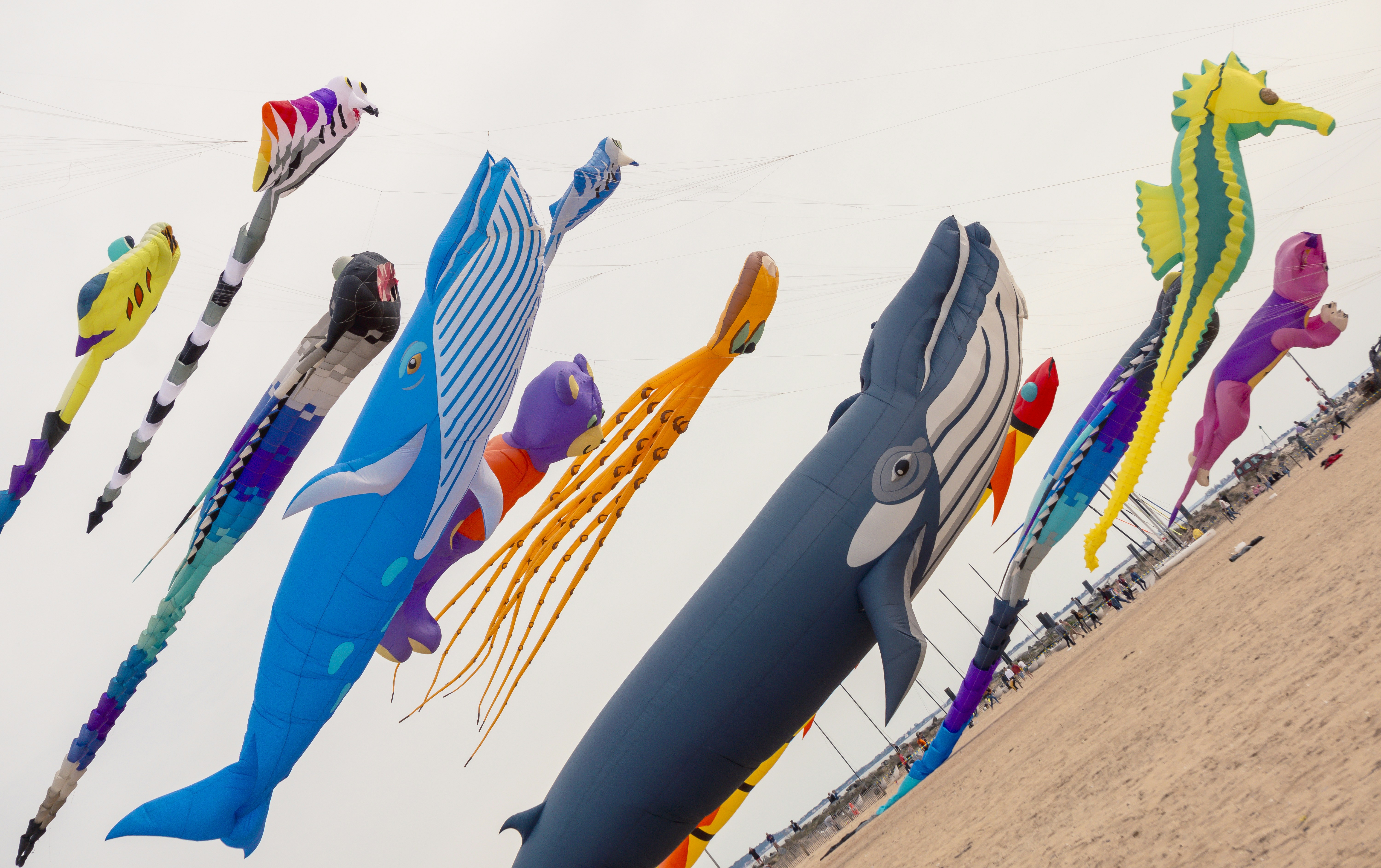 Kite array over a sunlitshore: colorful winds on a breezy day
