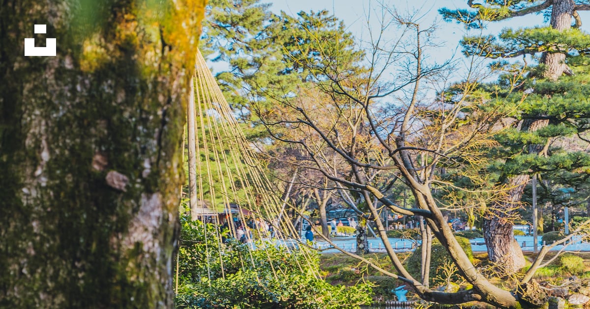 나무 옆 벤치에 앉아 있는 한 무리의 사람들 사진 Unsplash의 무료 겐로쿠엔 이미지