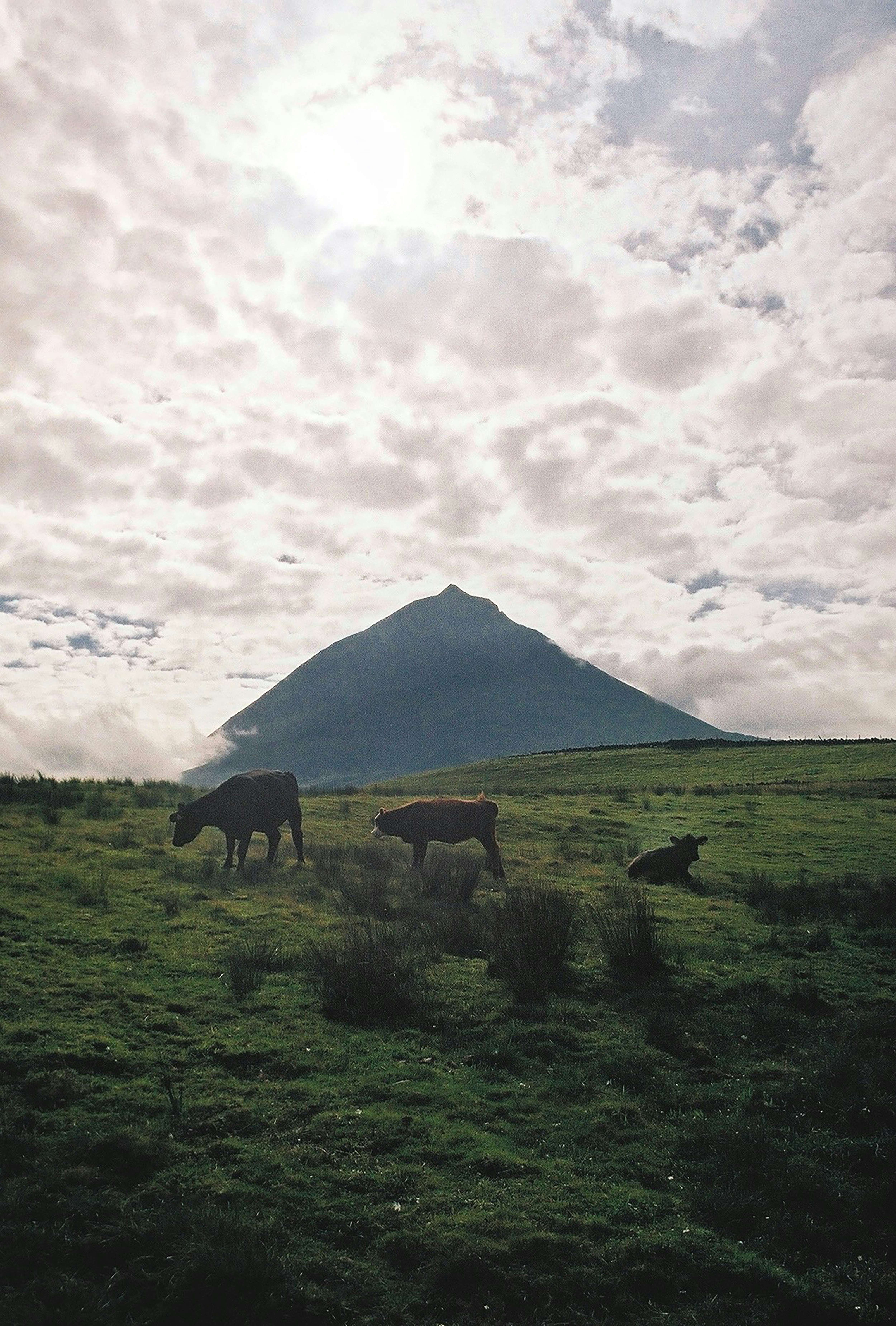 Cattle at the Foot of a Cloud-kissed Peak