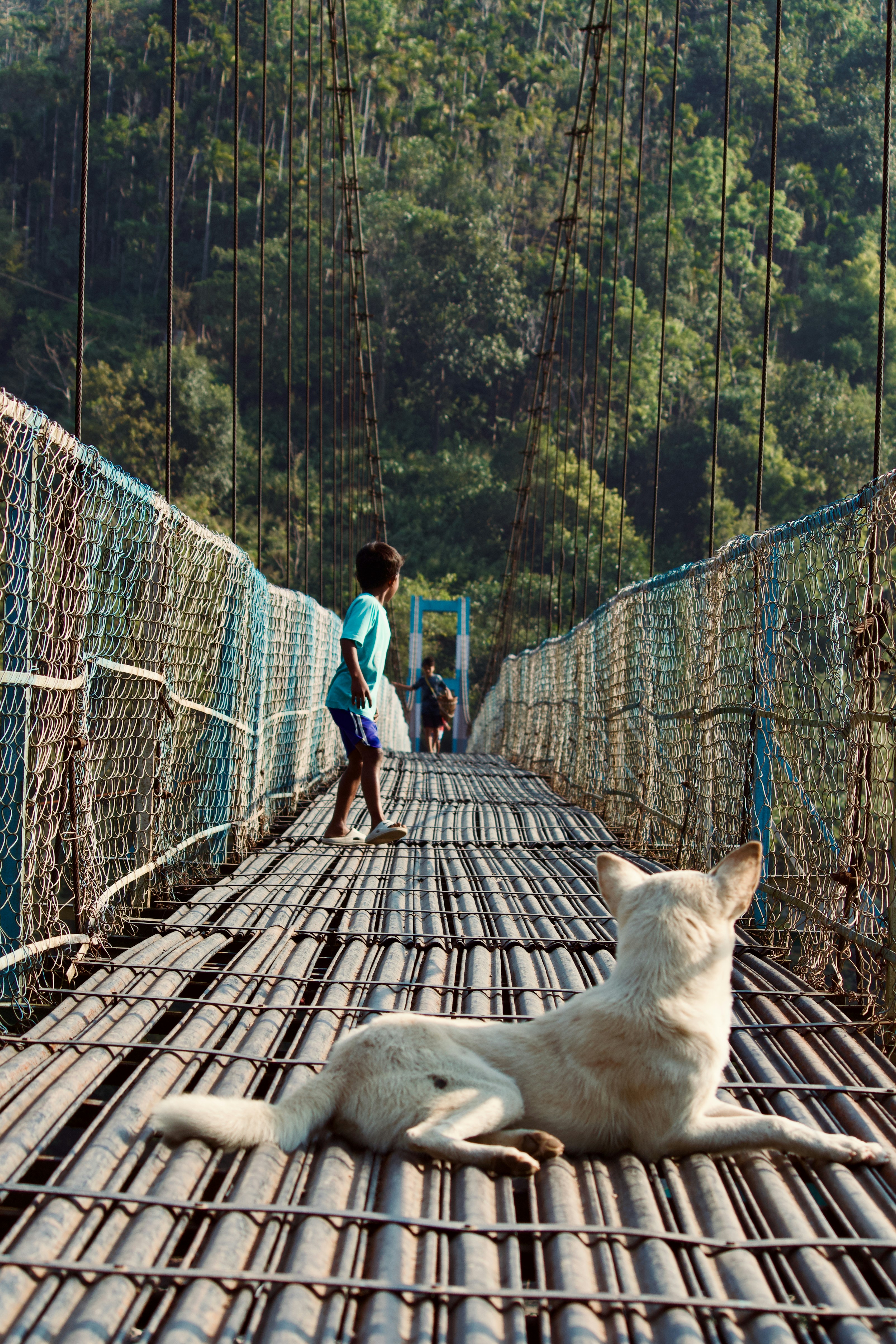 Bridge of Quiet Curiosity: White Cat on a Rope Bridge Amid a Forest