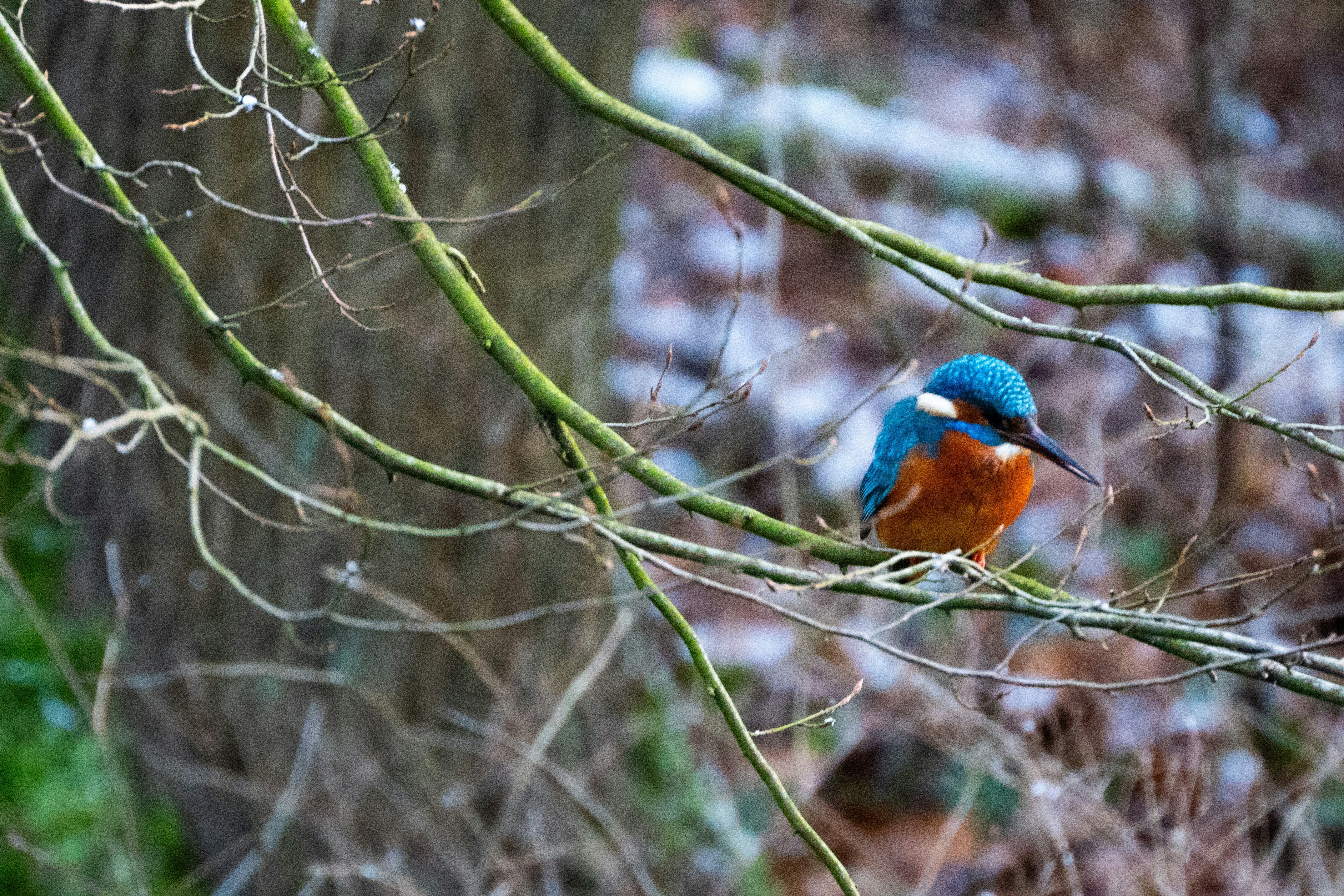 Azure Kingfisher on a Mossy Branch: A Forest Portrait in Color