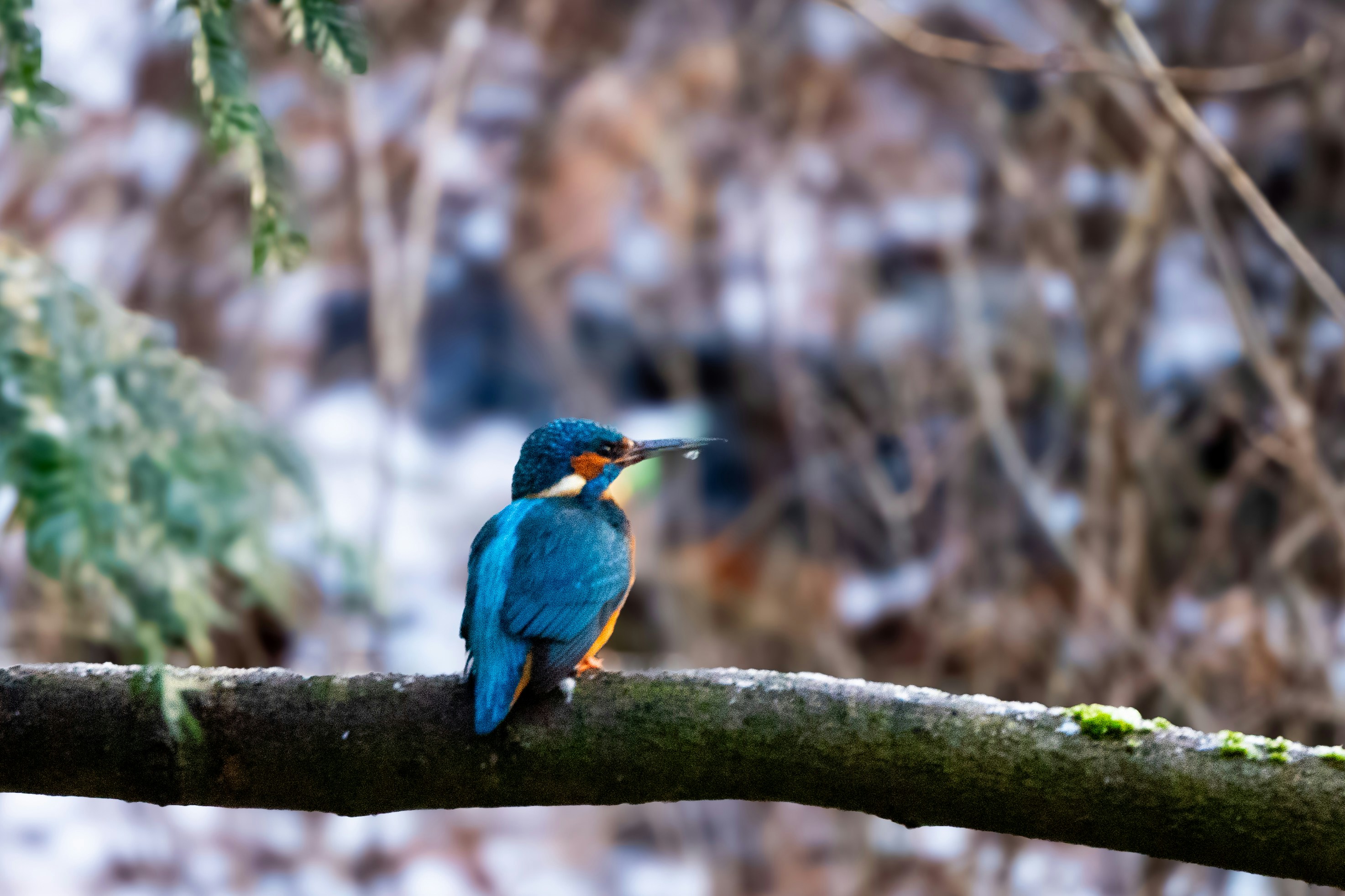 A blue bird sitting on top of a tree branch photo – Free Detmold Image ...