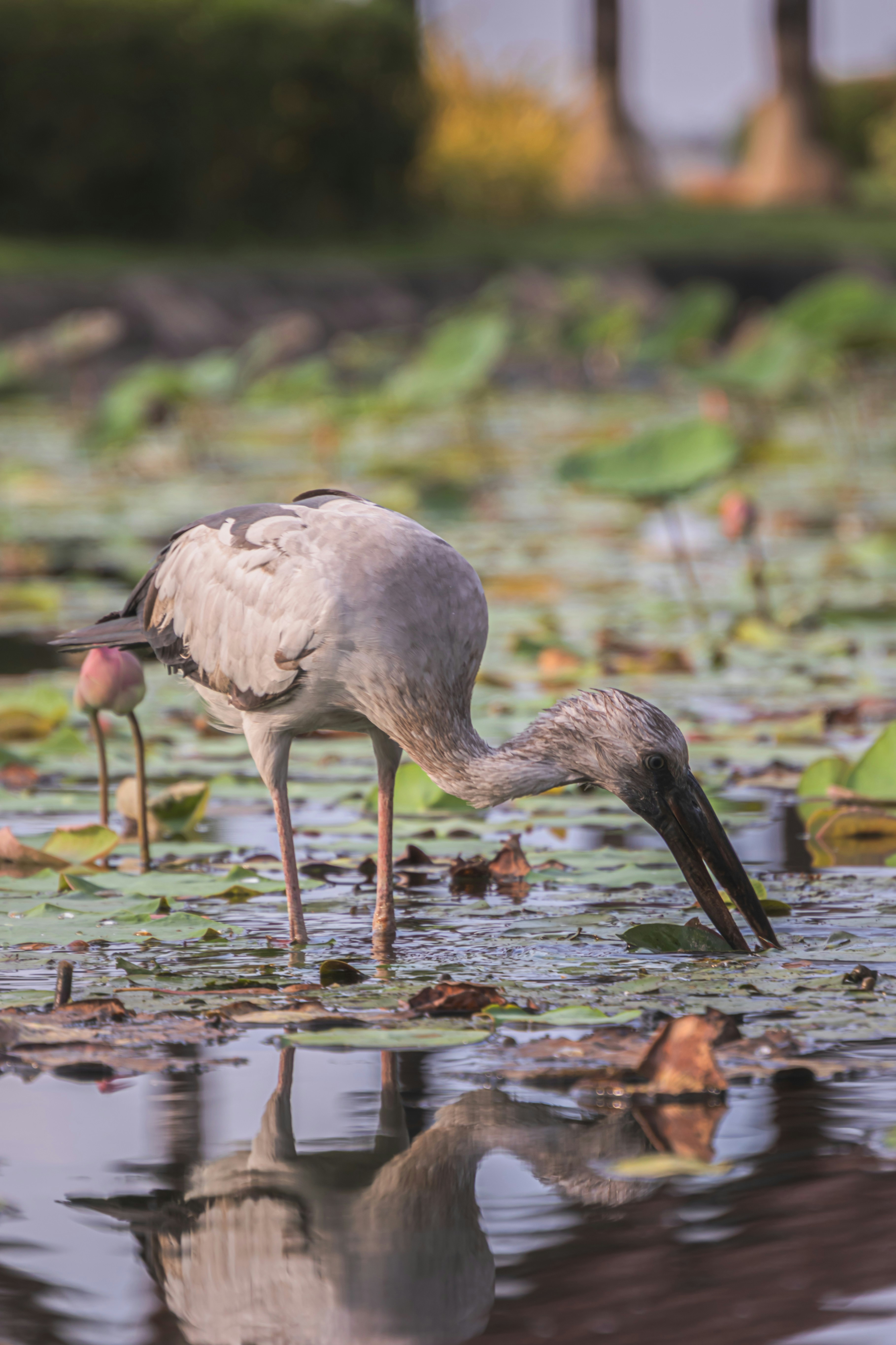 Water bird foraging among lily pads in a tranquil pond.