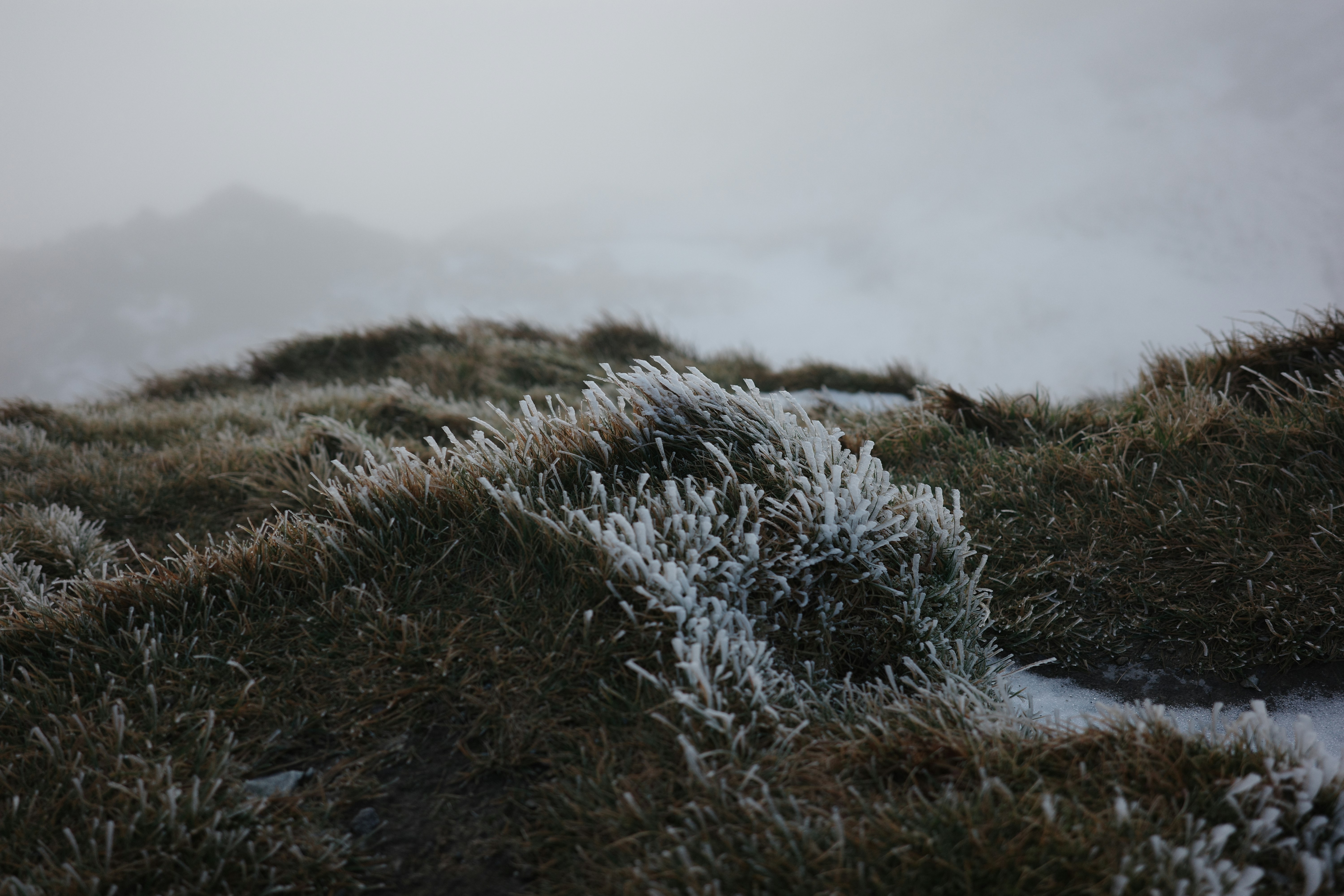 Frost-Whisper on the Moor: Ice-Capped Grass in Quiet Light