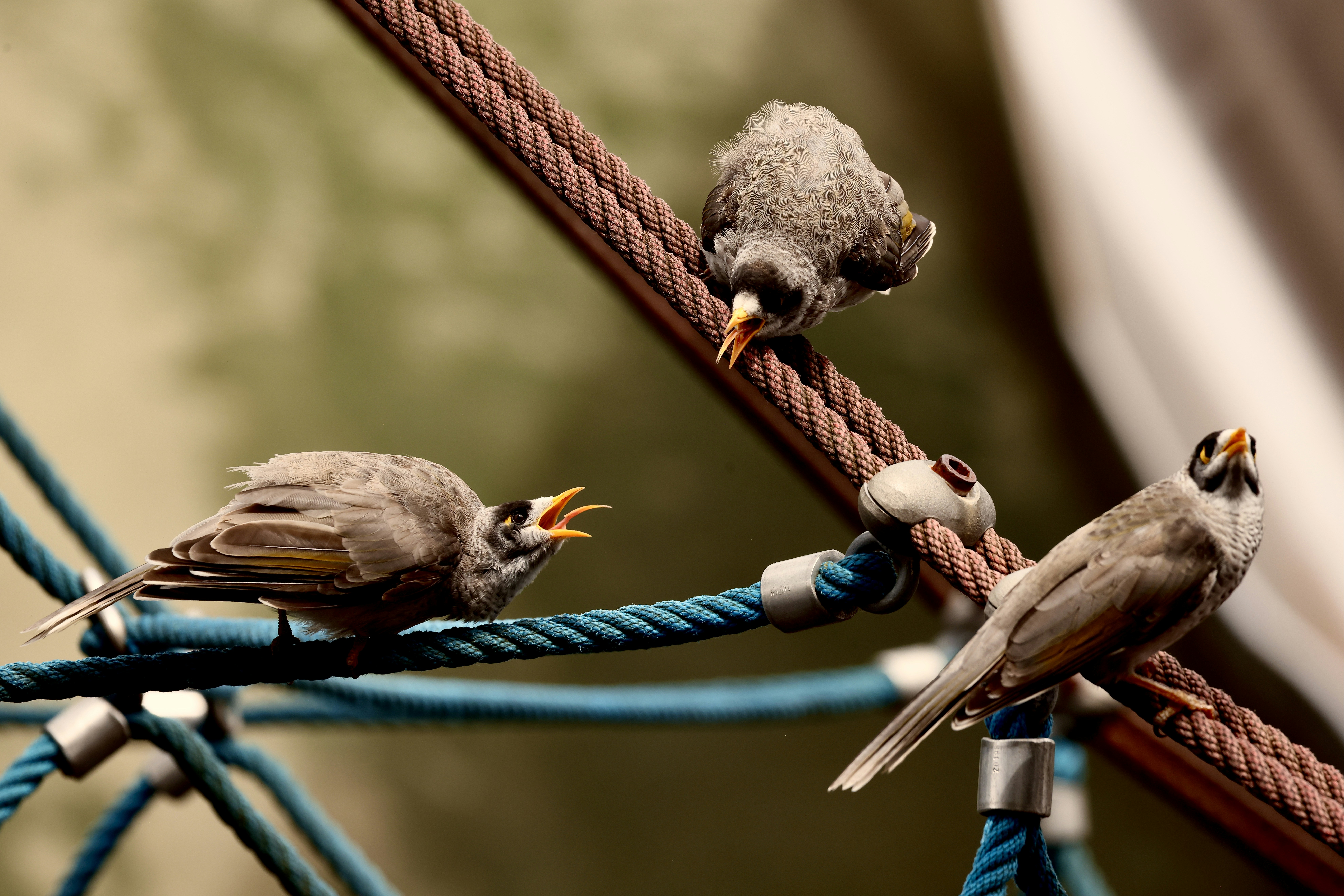 Three small birds perch on braided lines over water, one calls with an open beak while the others observe or rest; a shallow depth of field isolates the foreground birds from a soft background.