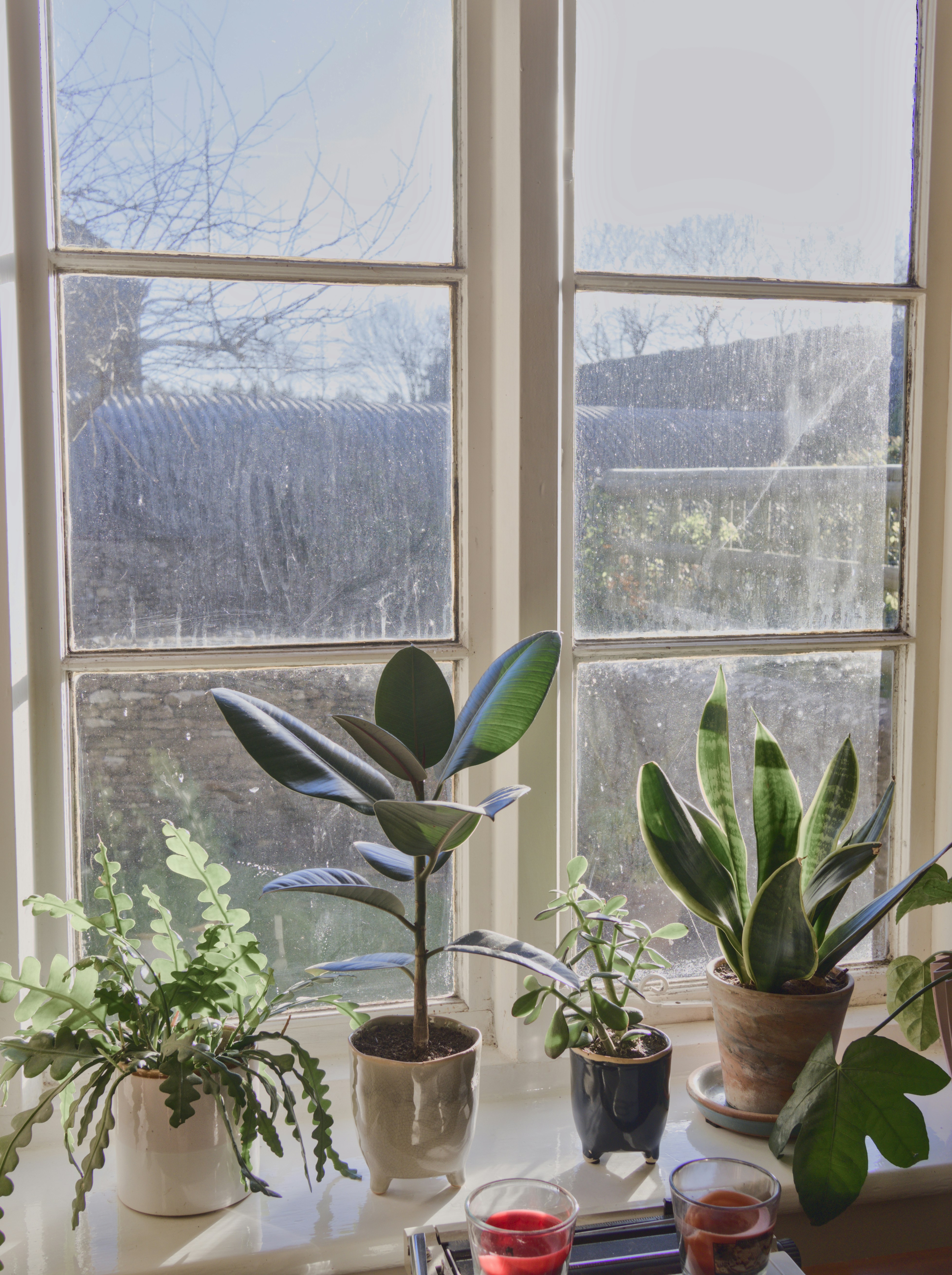 Cascading Foliage by Morning Glass: A Quiet Windowsill Micro-Garden