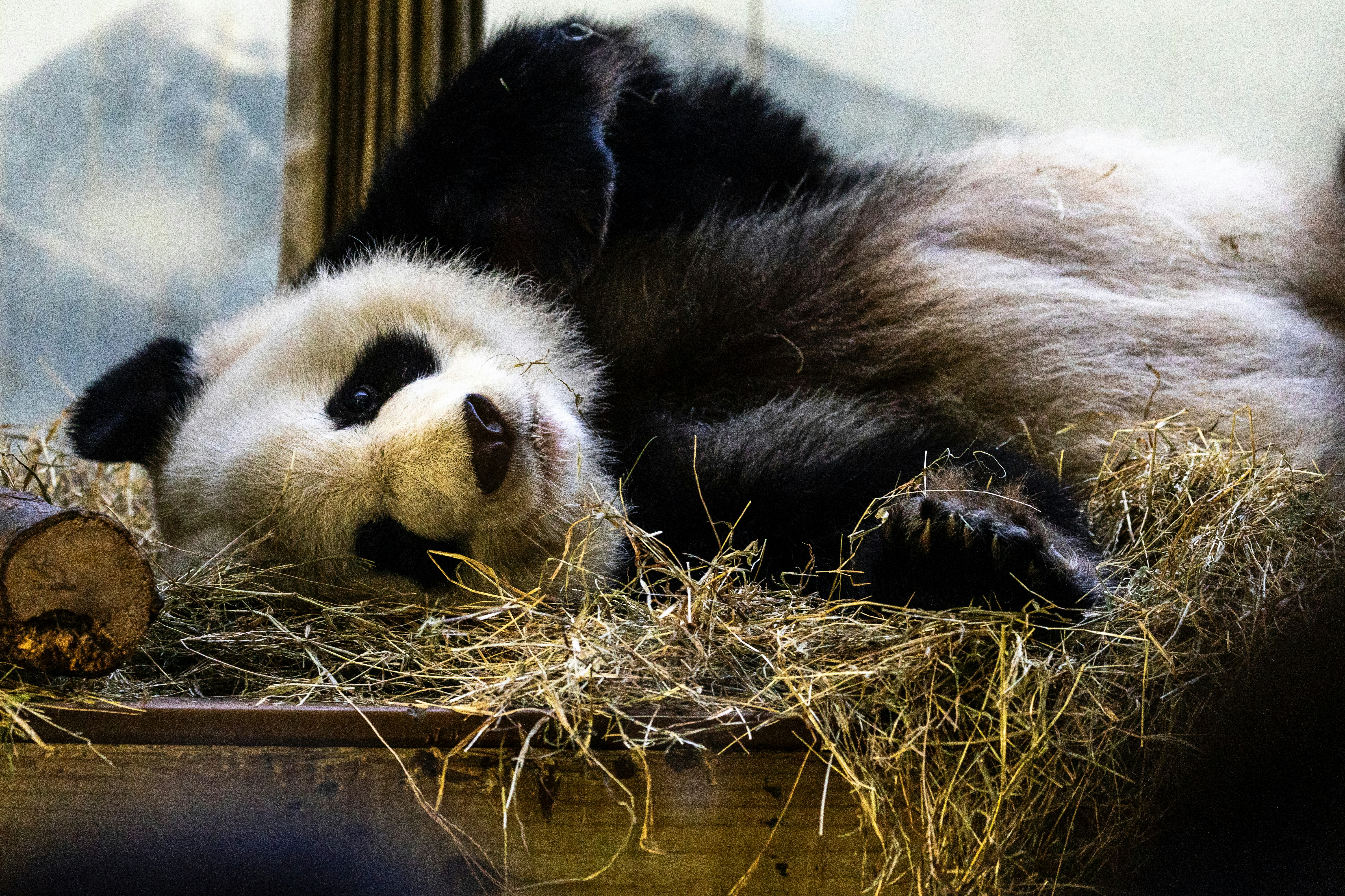 A panda bear laying on top of a pile of hay photo – Free Animal Image ...